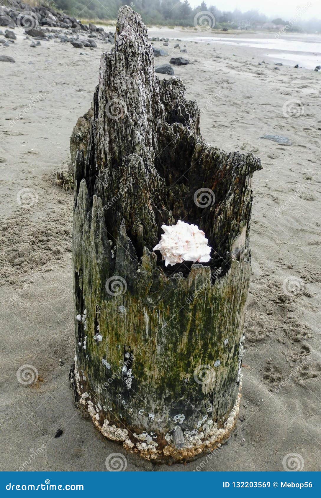 Hidden Beauty stock image. Image of hidden, beauty, pole - 132203569