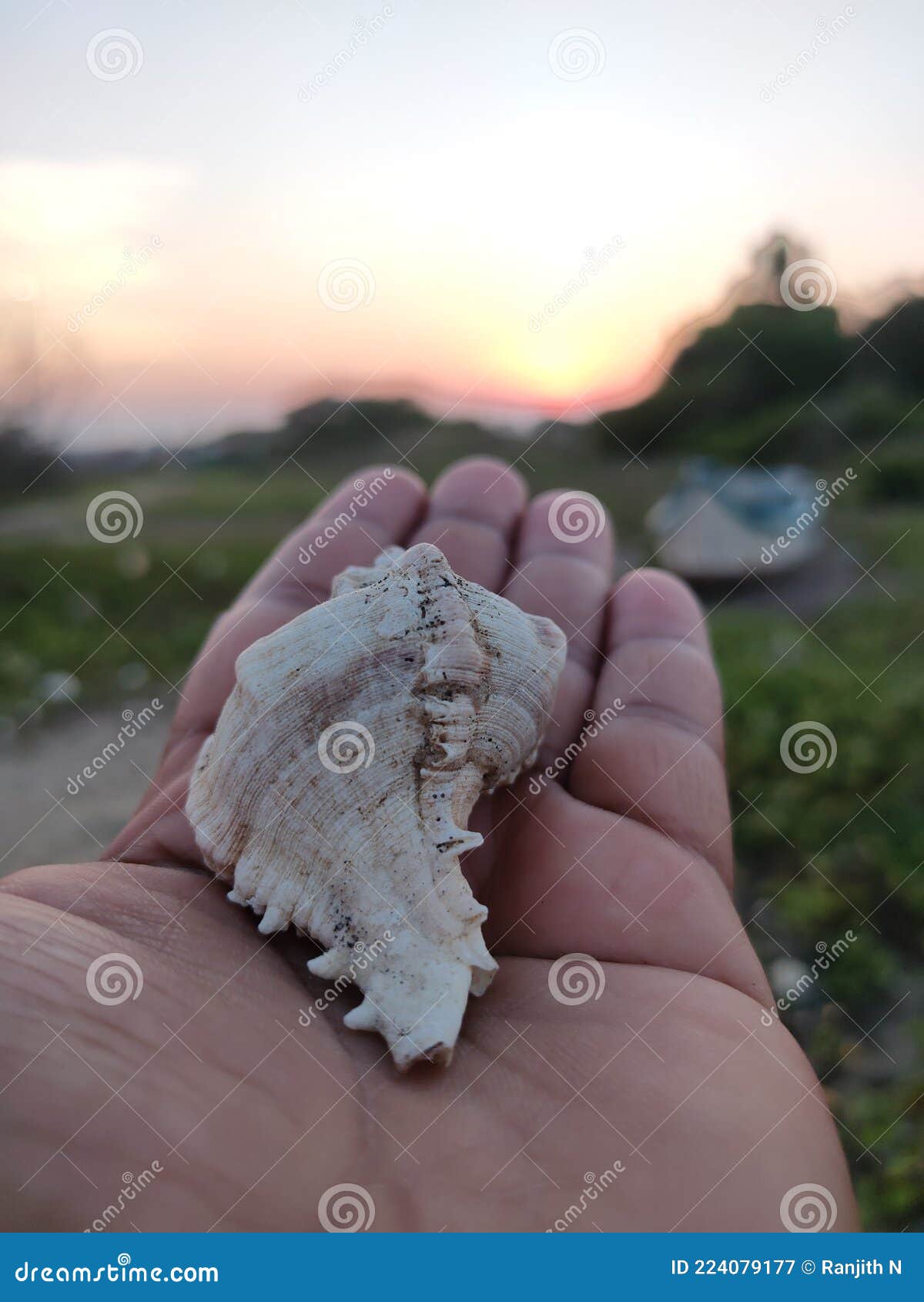 Sea shell holding in hand stock image. Image of shell - 224079177