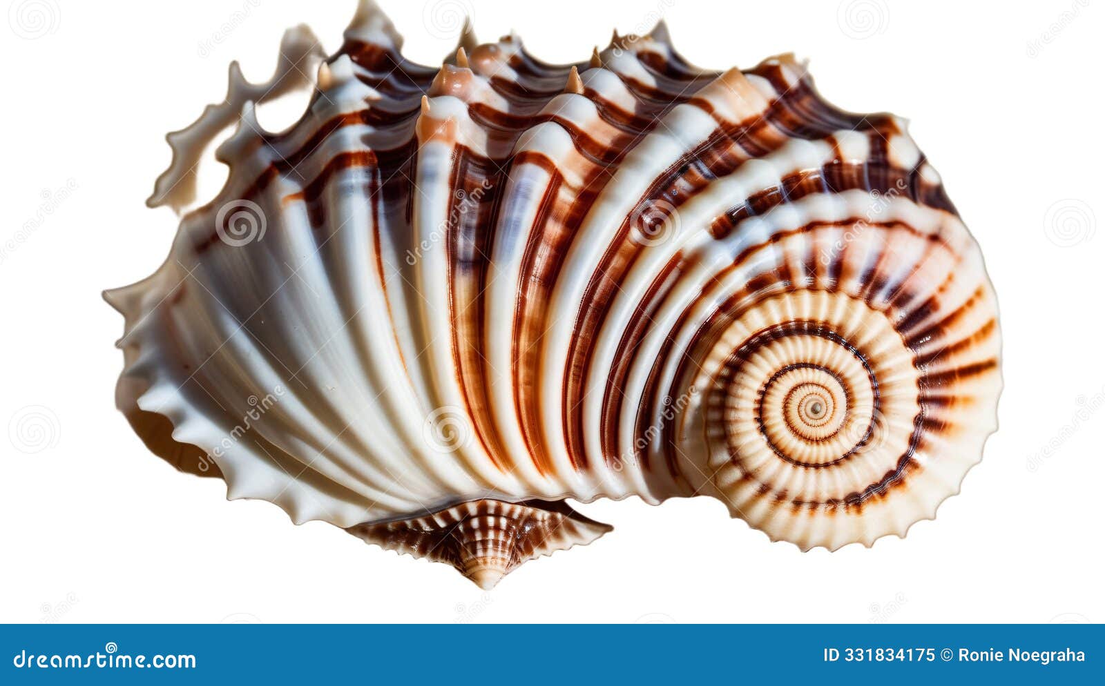 Sea Shell Invertebrate Seashell Seafood. Stock Illustration ...