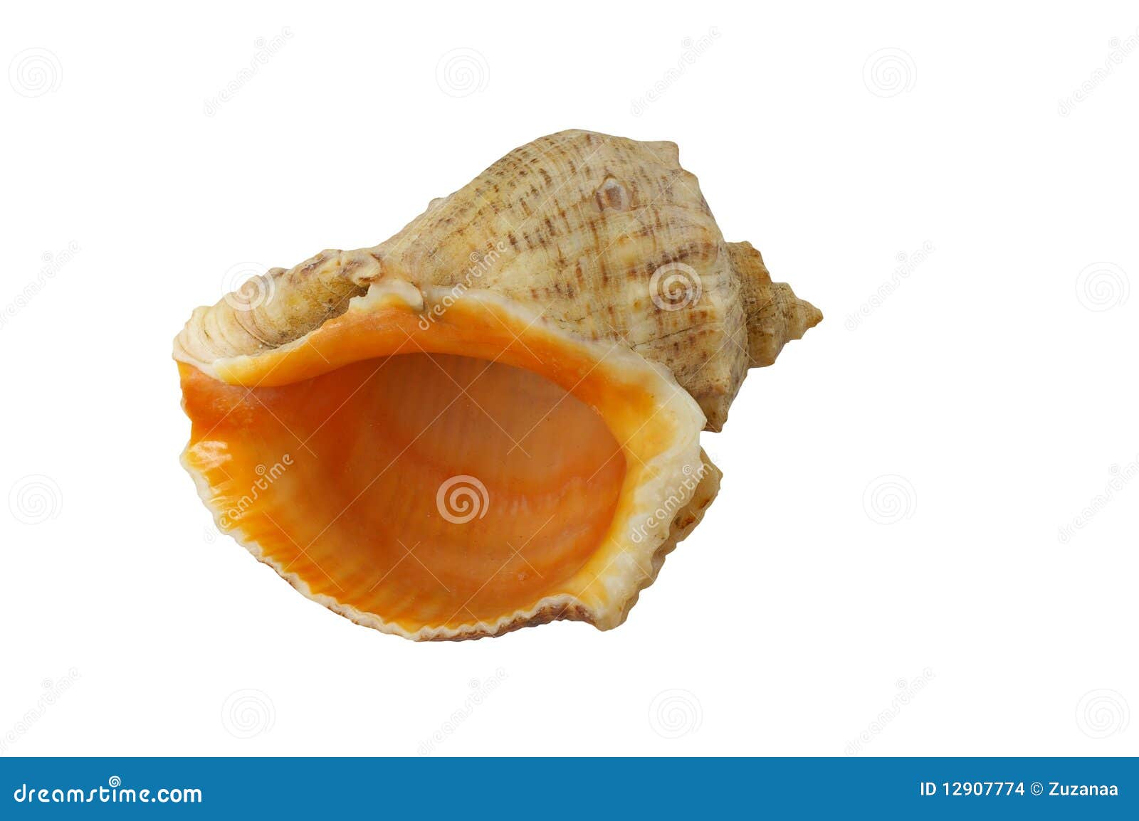 Sea shell isolated stock photo. Image of summer, tropics - 12907774