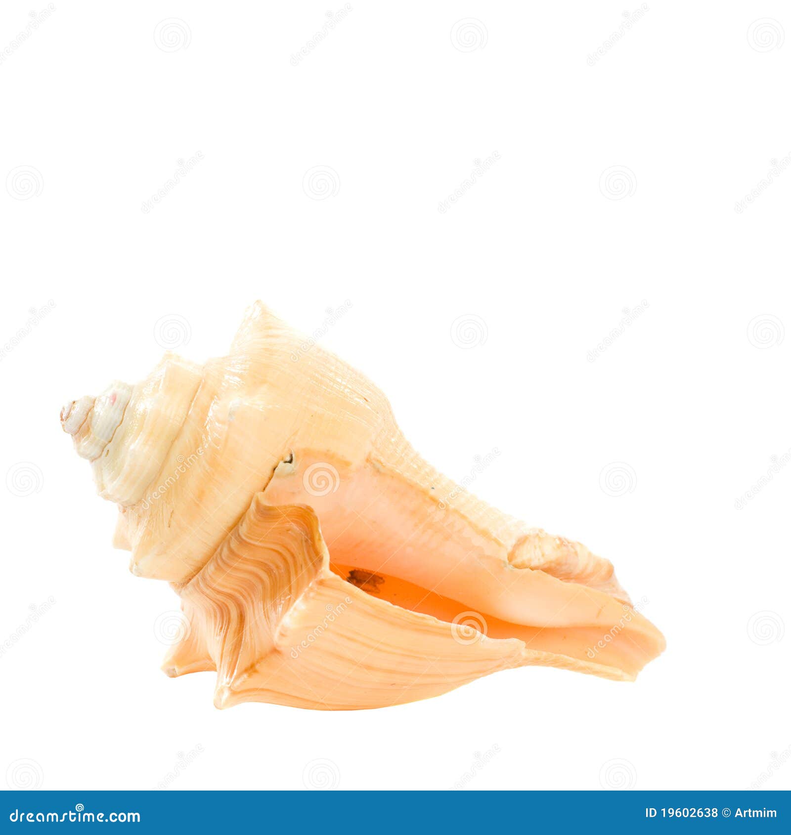 Sea shell isolated stock photo. Image of nature, isolated - 19602638