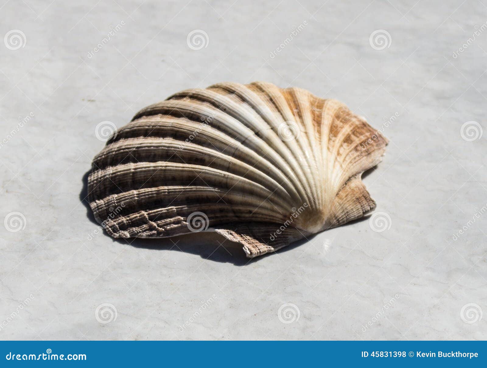 Sea shell stock photo. Image of scallop, graphic, white - 45831398