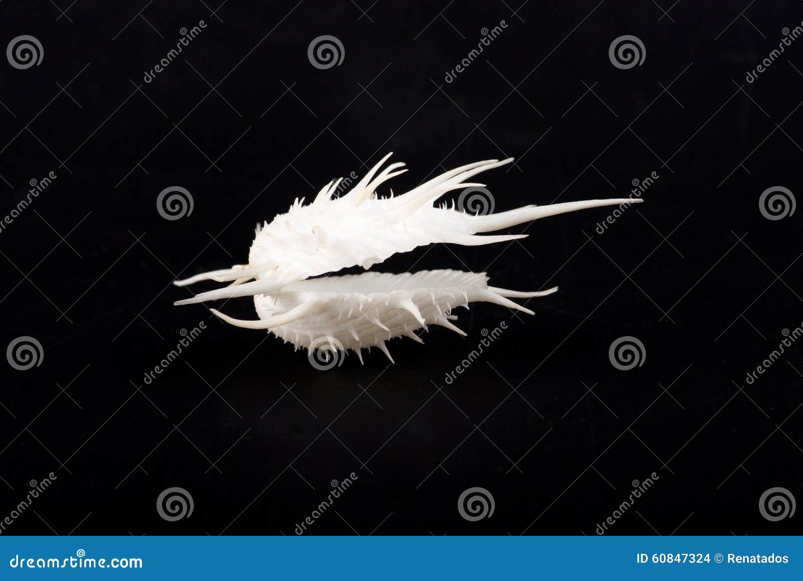 Sea Shell Isolated in Black,Marine Sea Shell in a Studio Setting ...