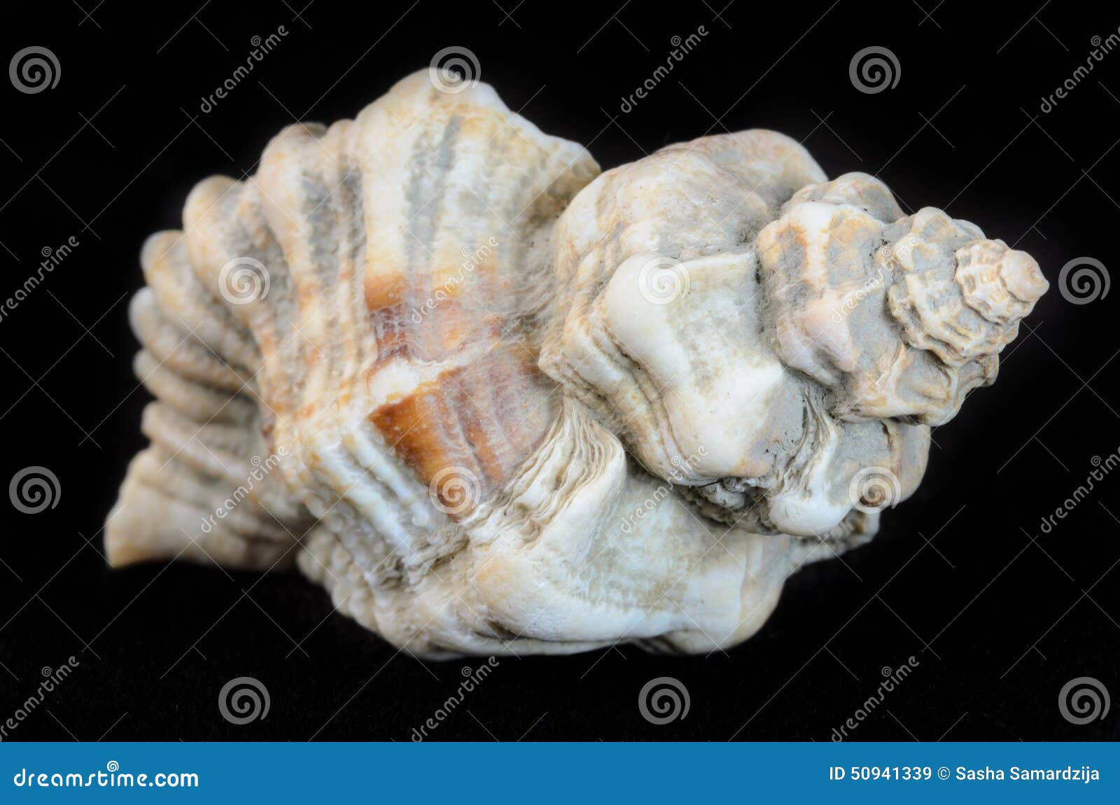 521 Shell Position Stock Photos - Free & Royalty-Free Stock Photos from ...