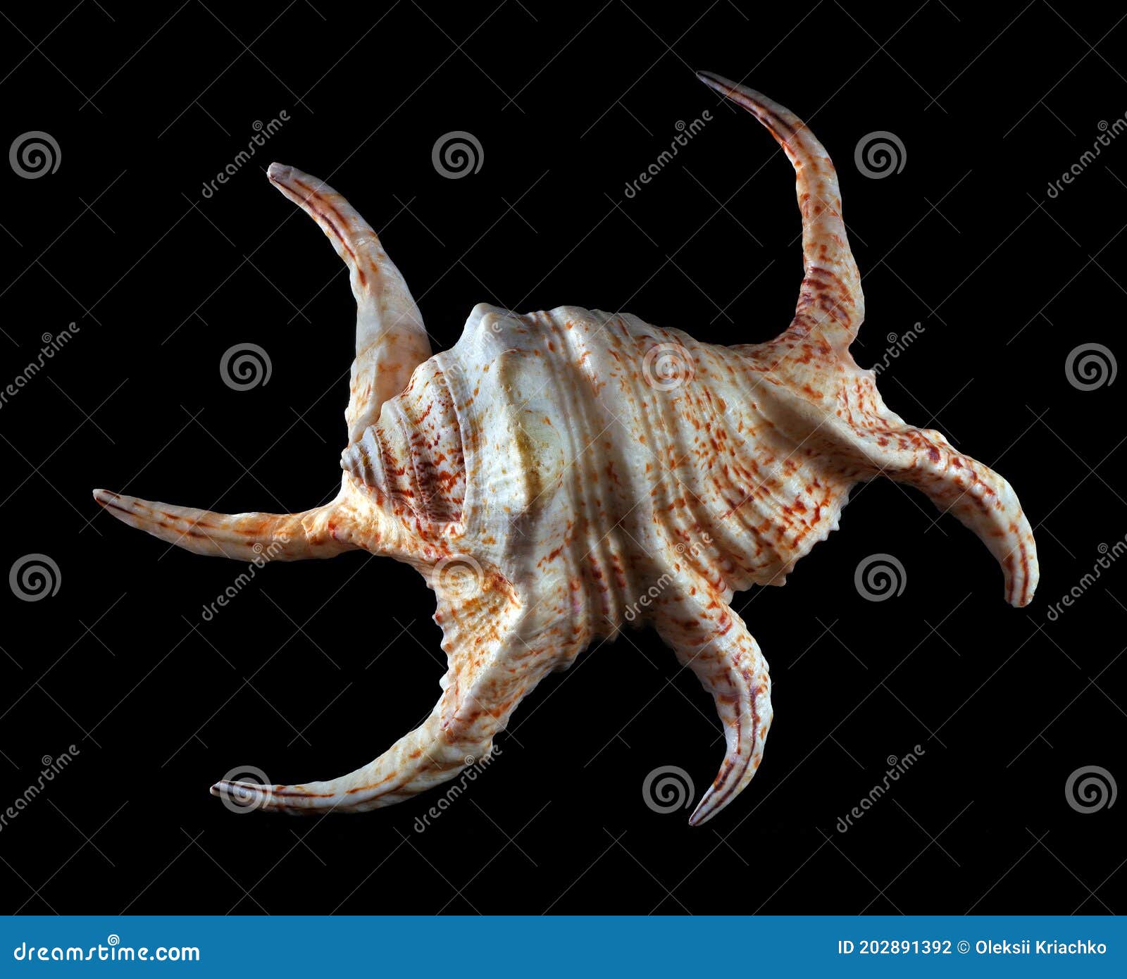 Sea Shell Isolated on Black Stock Photo - Image of design, ocean: 202891392
