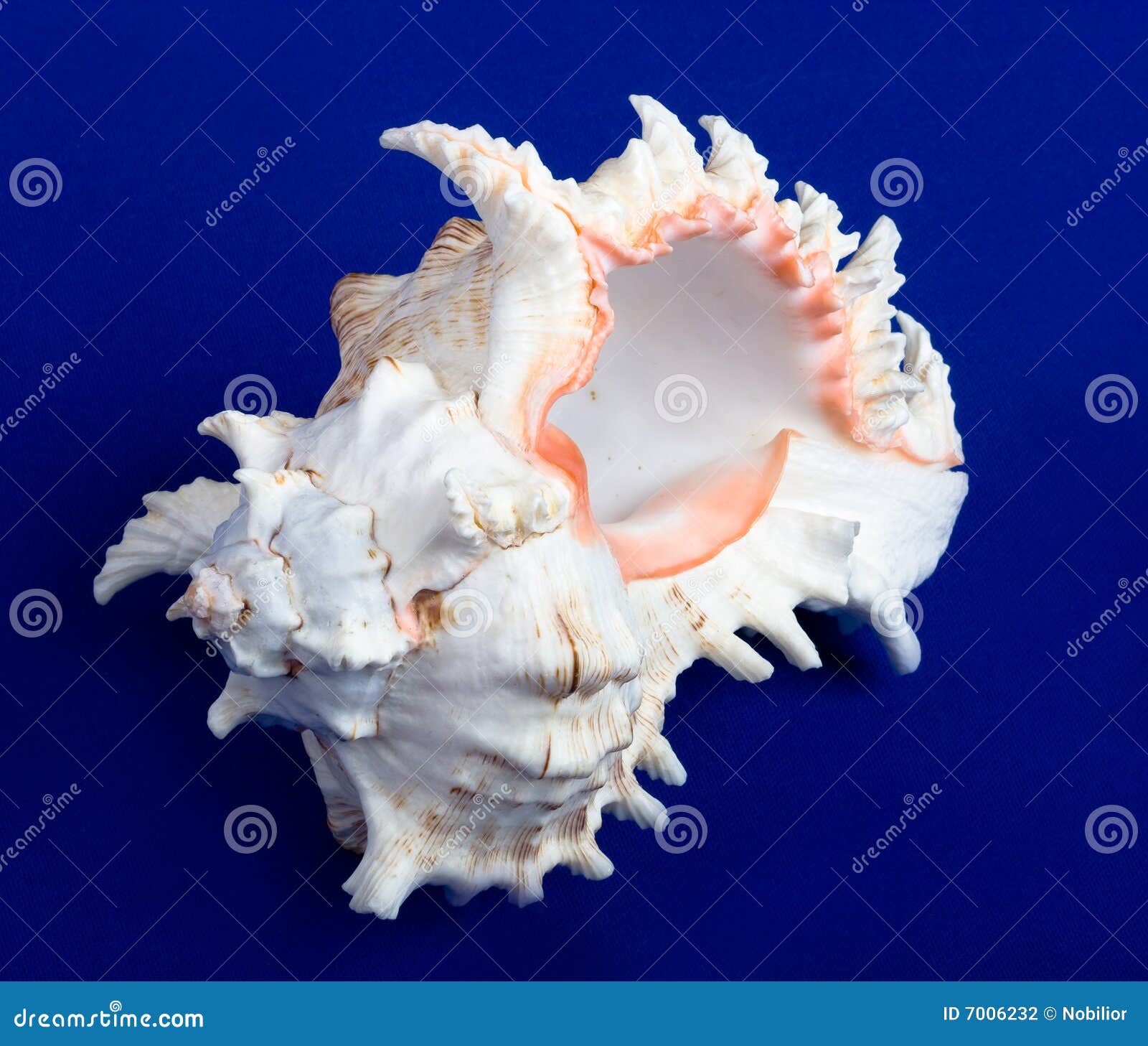 Sea Shell Isolated on a Blue Background Stock Photo - Image of macro ...