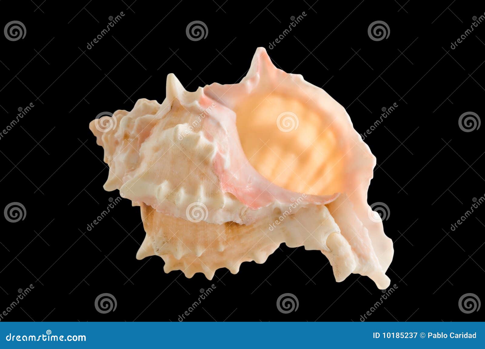 Sea Shell Isolated Clipping Path Stock Image - Image of ocean, wildlife ...