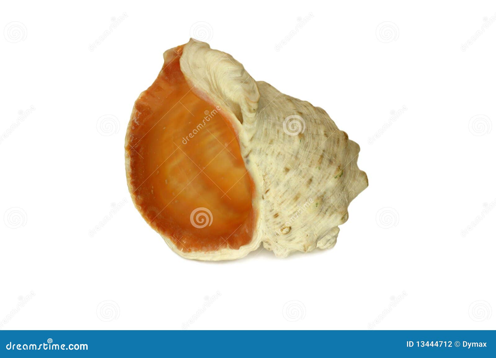 Sea Shell Isolated on White Stock Photo - Image of souvenir, orange ...