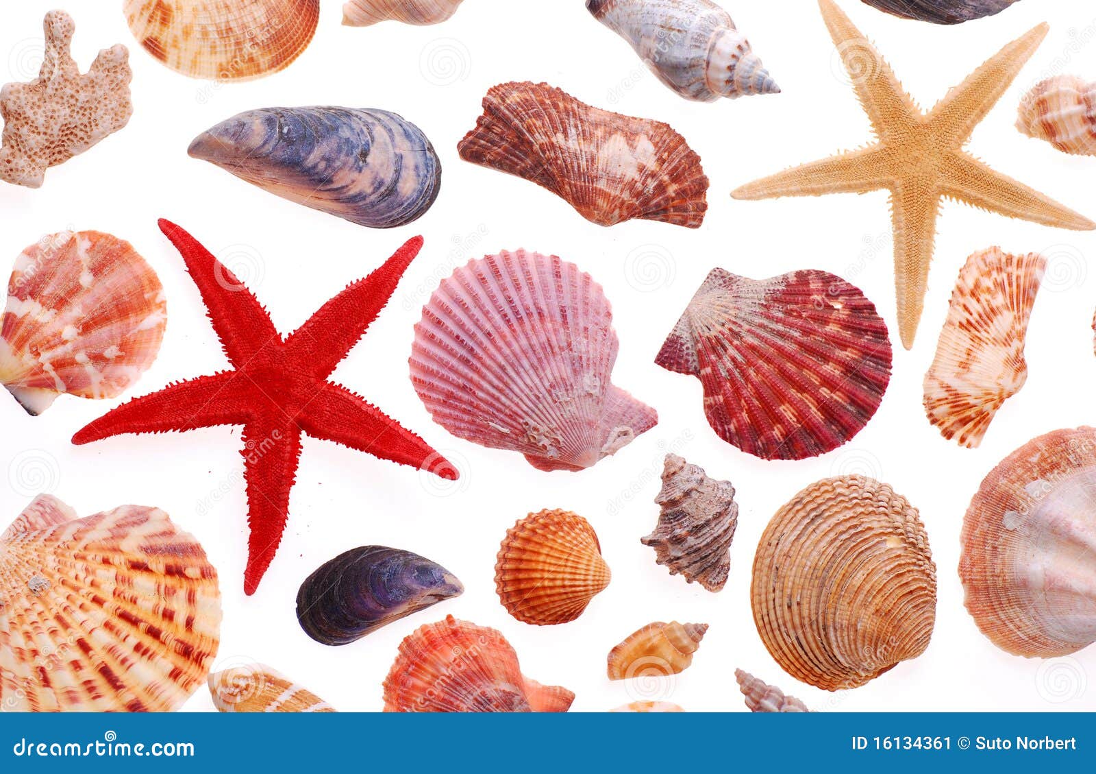 Sea Shell Isolated on White Stock Image - Image of shells, bright: 16134361