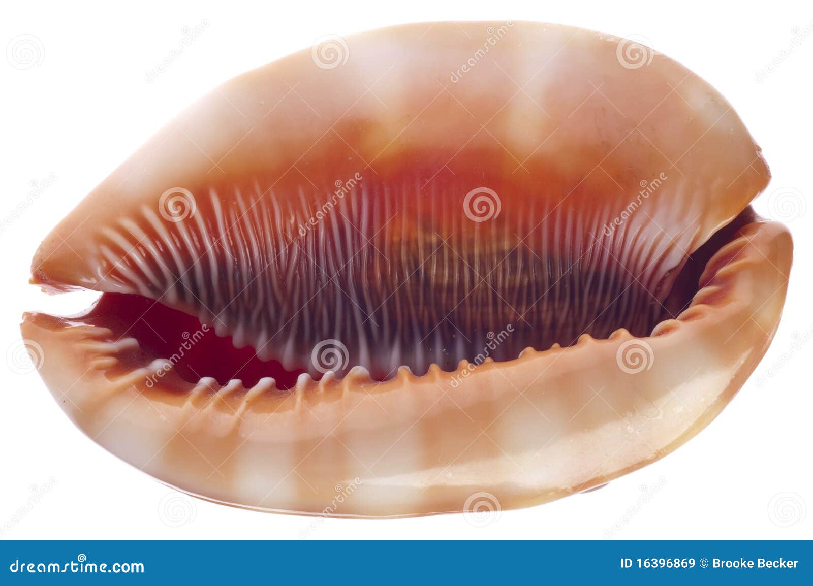 Sea Shell Isolated on White Stock Image - Image of background, tropical ...