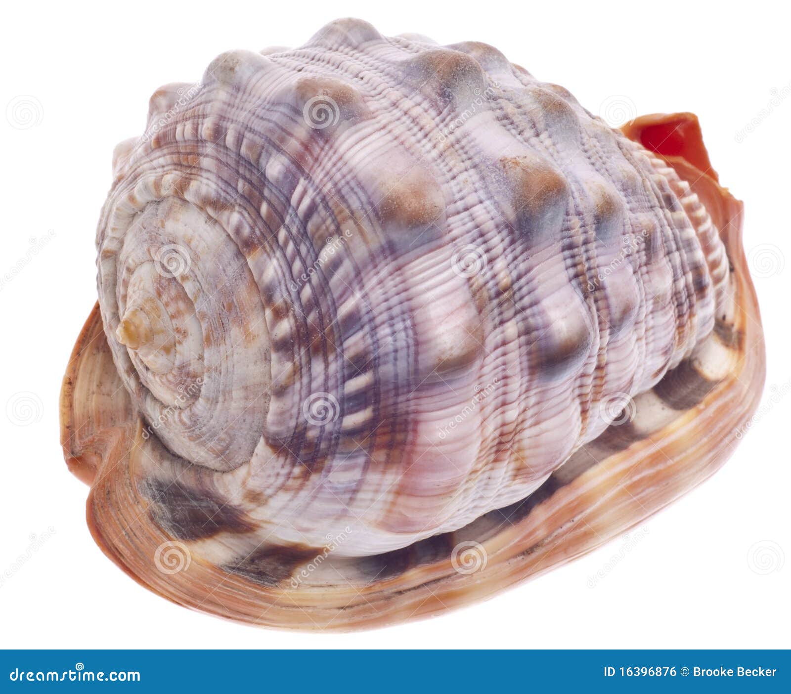 Sea Shell Isolated on White Stock Photo - Image of summer, path: 16396876