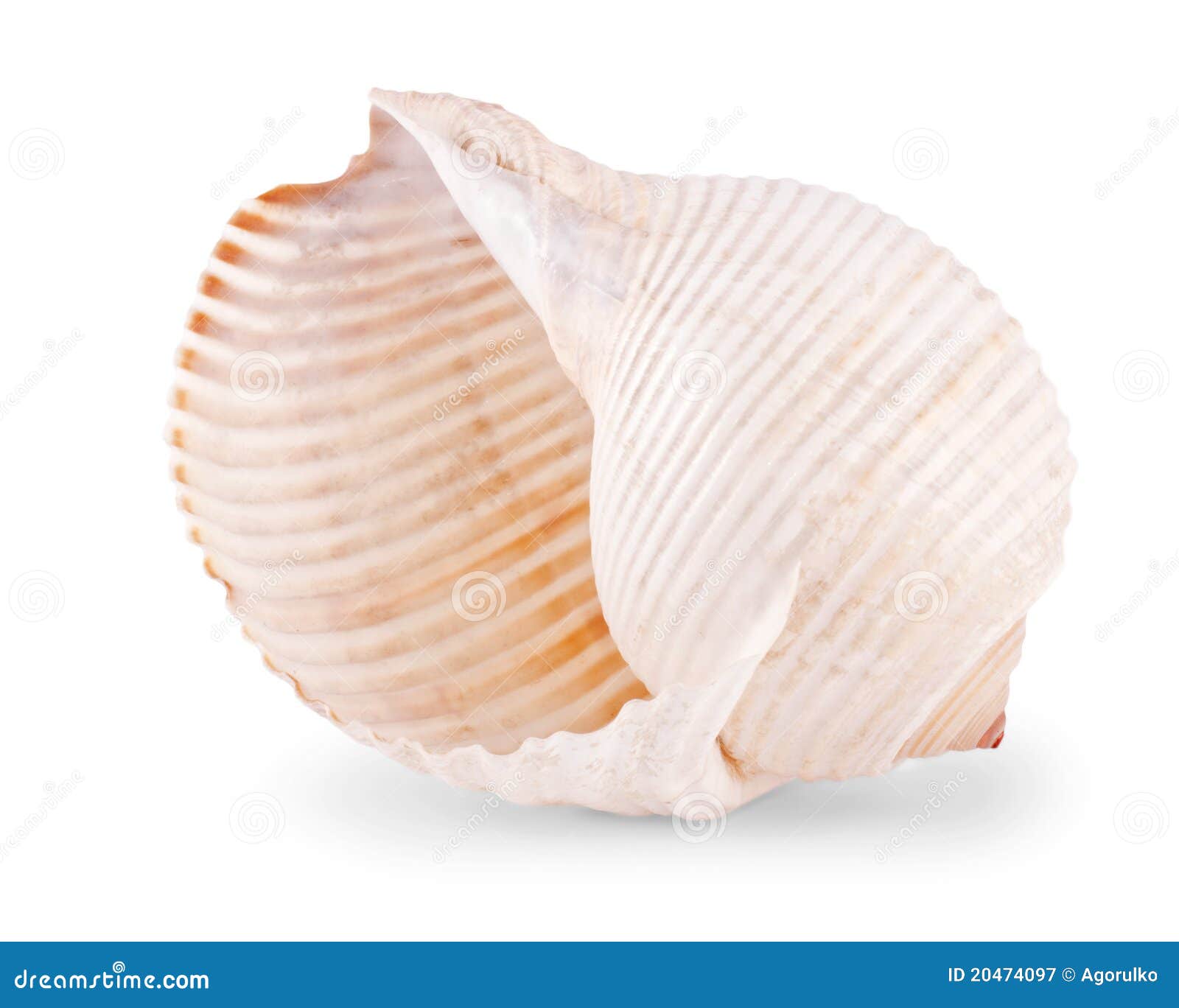 Sea Shell Isolated In Black,Marine Sea Shell In A Studio Setting ...