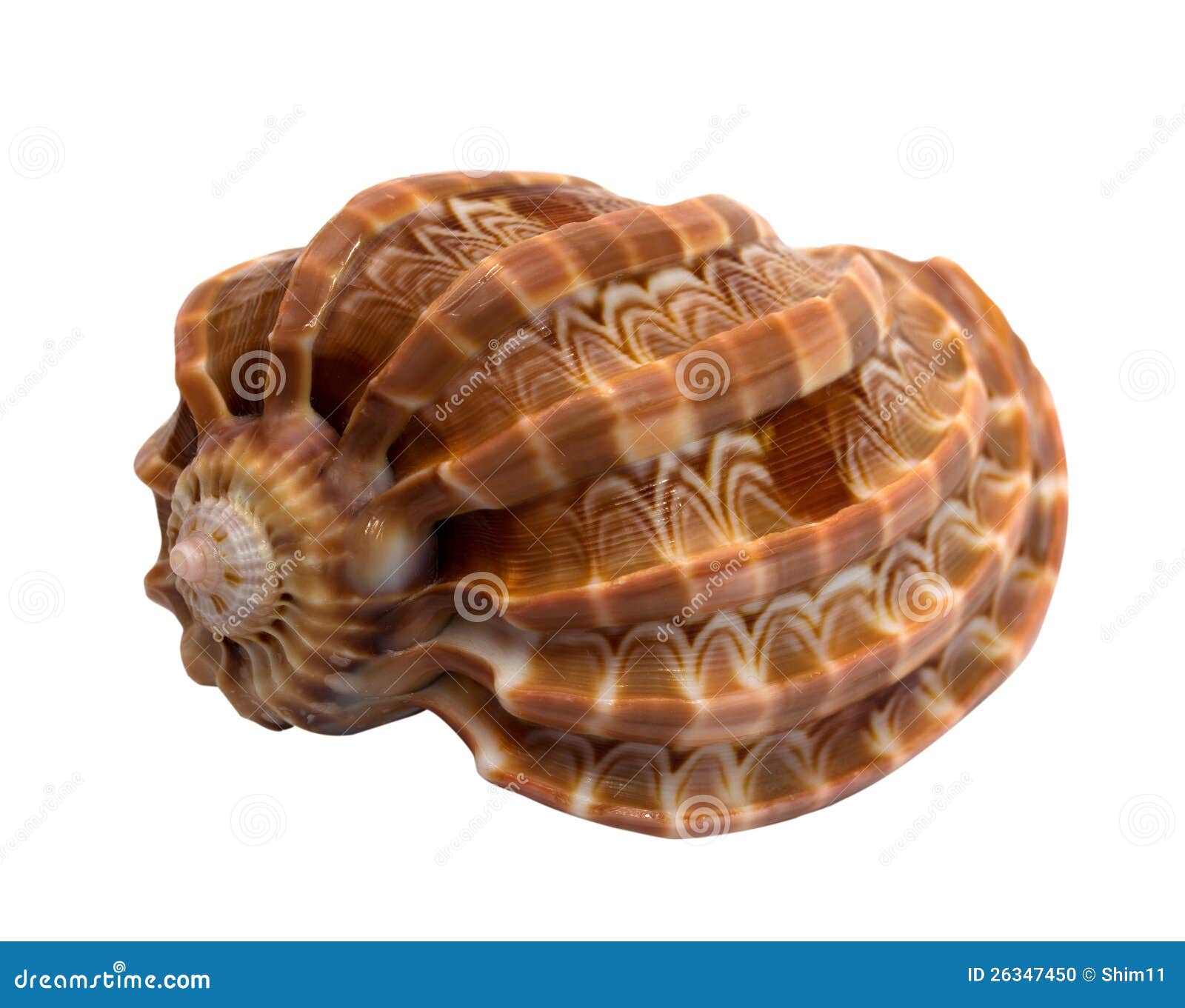 Sea Shell Isolated on White Stock Photo - Image of shell, seashell ...