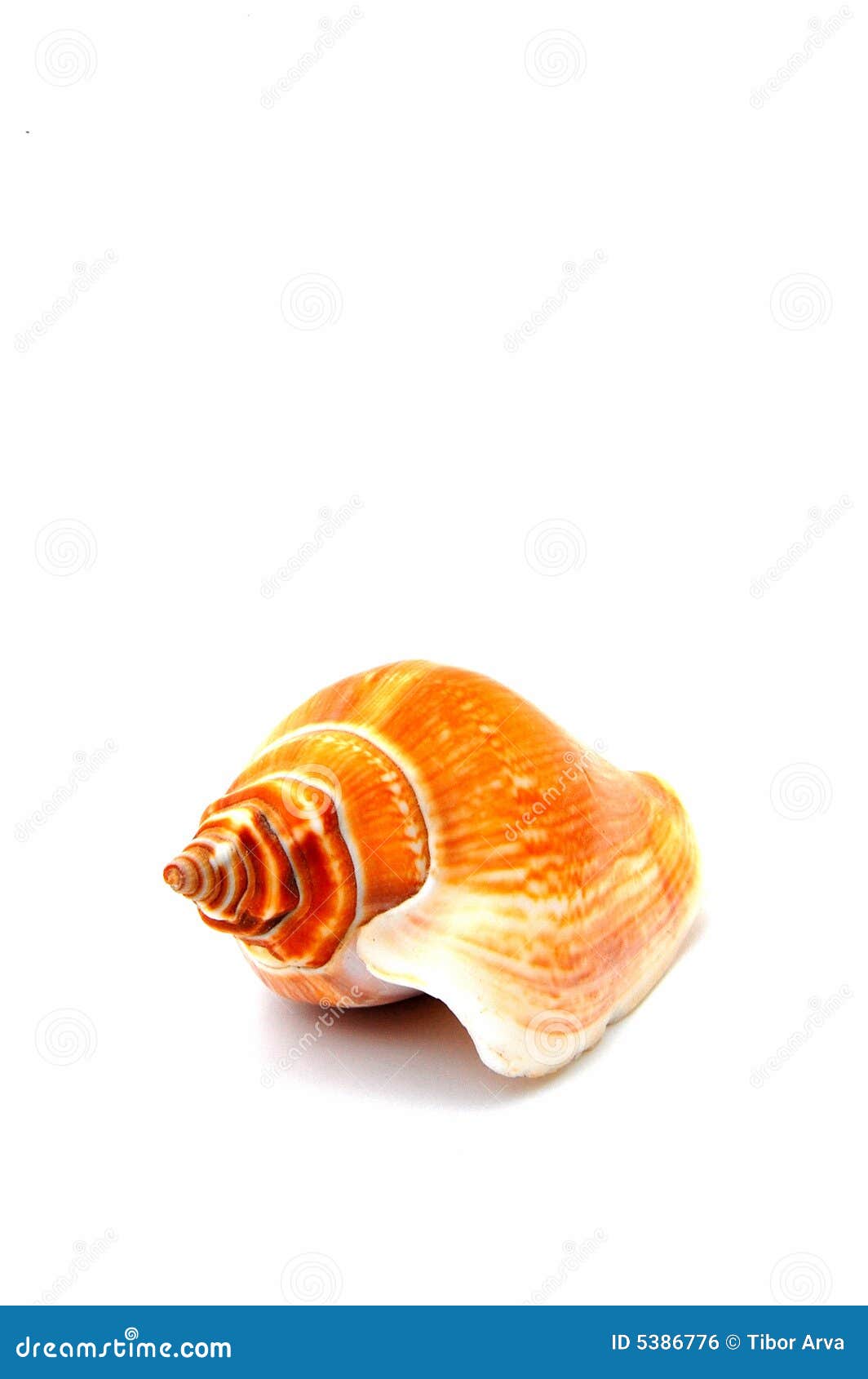 Sea Shell Isolated on White Stock Photo - Image of love, shell: 5386776