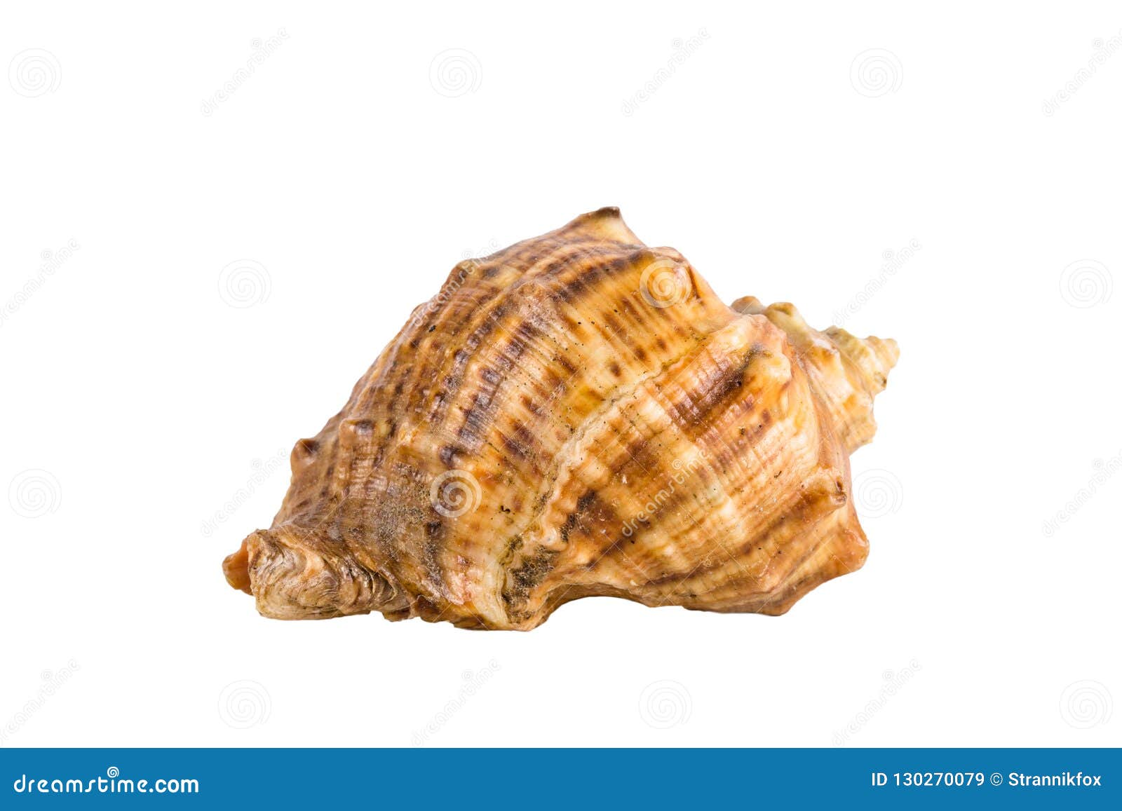 Sea Shell Isolated on a White Background Stock Image - Image of ...