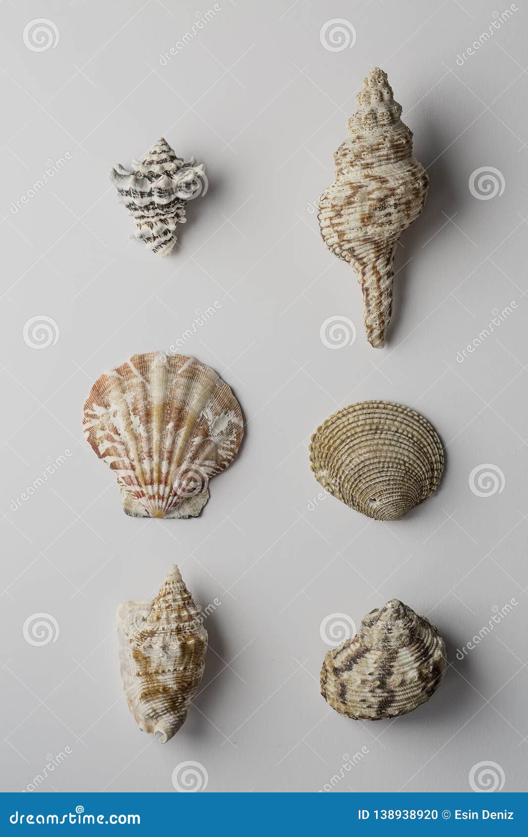Sea Shell Isolated, on the White Background Stock Photo - Image of ...