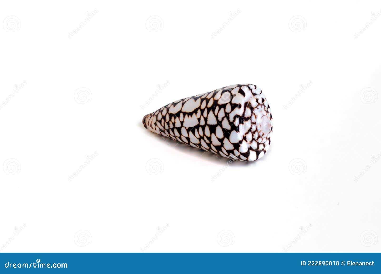 A Spotted Sea Shell Isolated with Shadow Stock Photo - Image of object ...