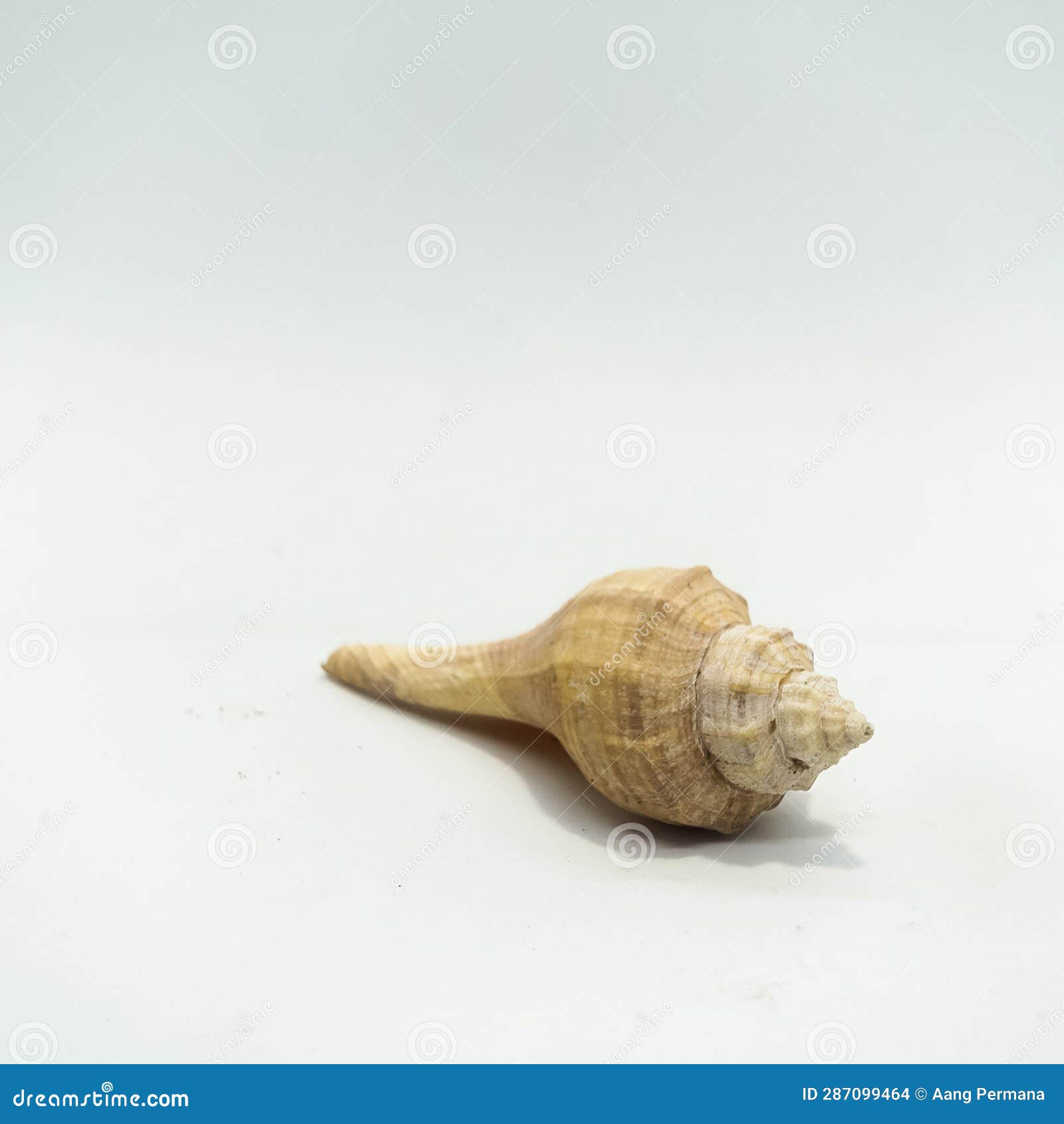 Sea Shell Isolated in White Background Stock Photo - Image of shell ...