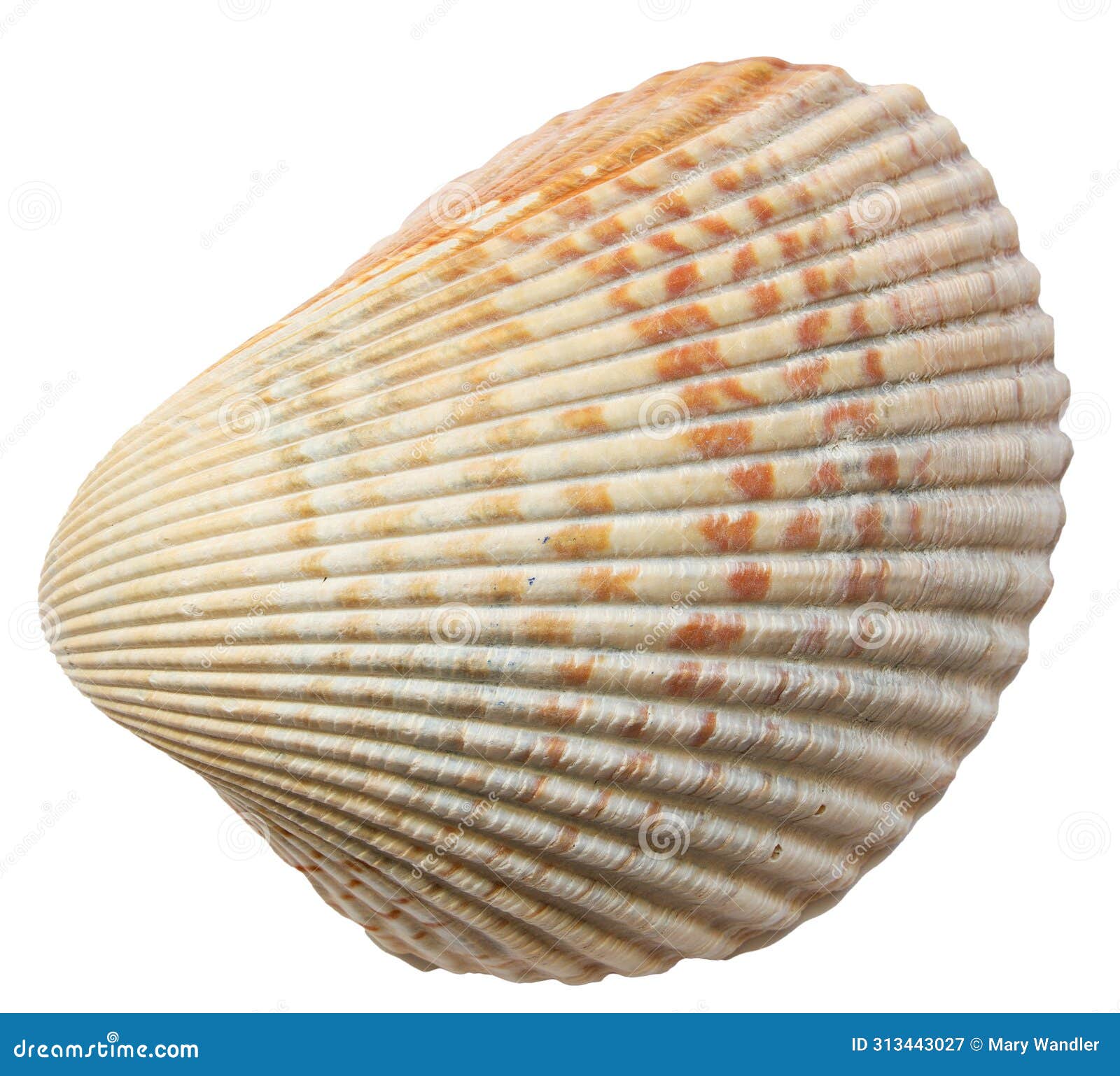 Sea Shell Isolated on a White Background Stock Image - Image of beach ...