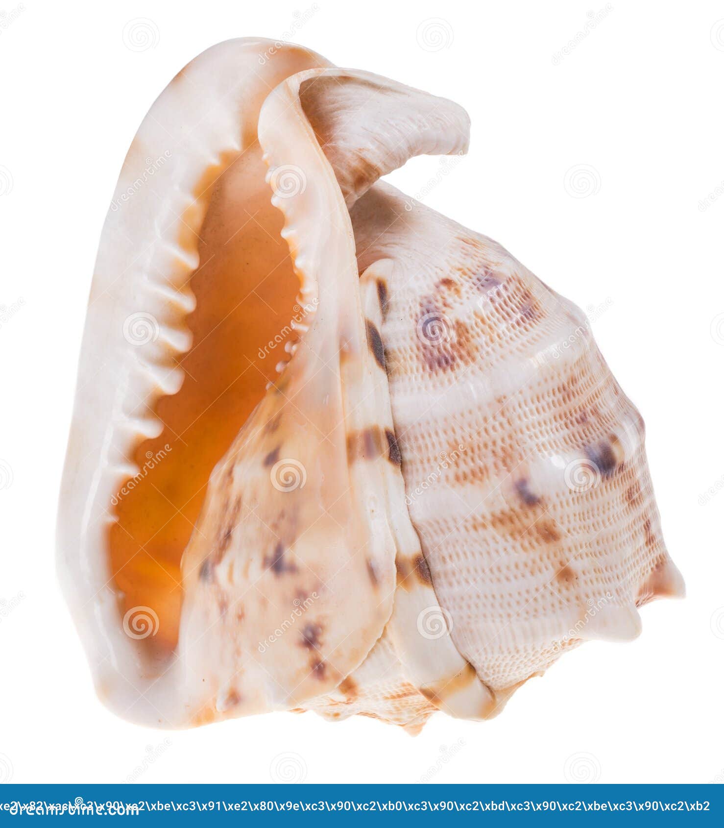 Sea shell stock photo. Image of shell, shellfish, macro - 38106456