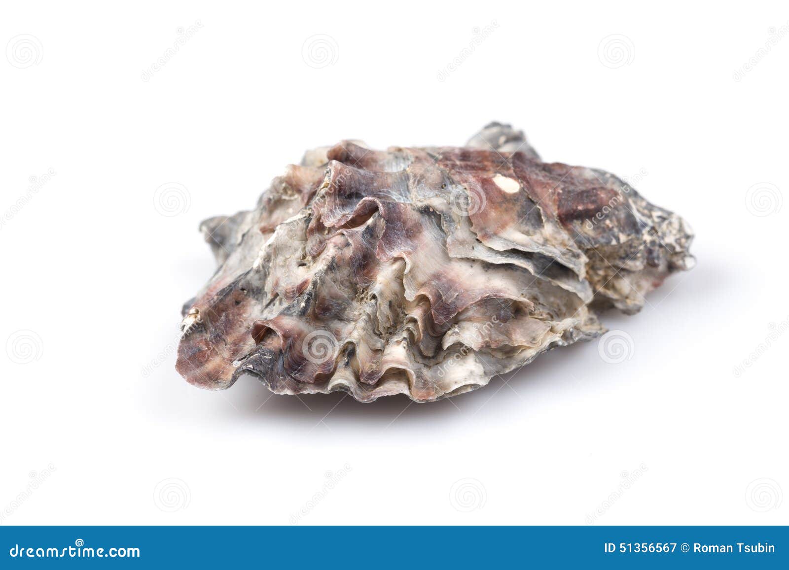 Sea shell stock image. Image of mollusk, cowrie, single - 51356567