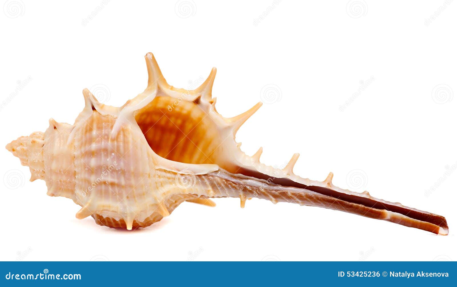 Sea Shell Isolated on White Background Stock Photo - Image of beach ...