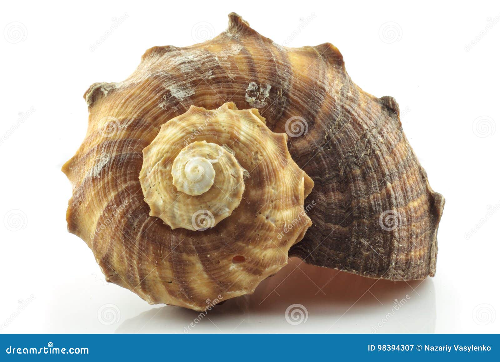 Sea Shell Isolated on White Background Stock Image - Image of aquatic ...