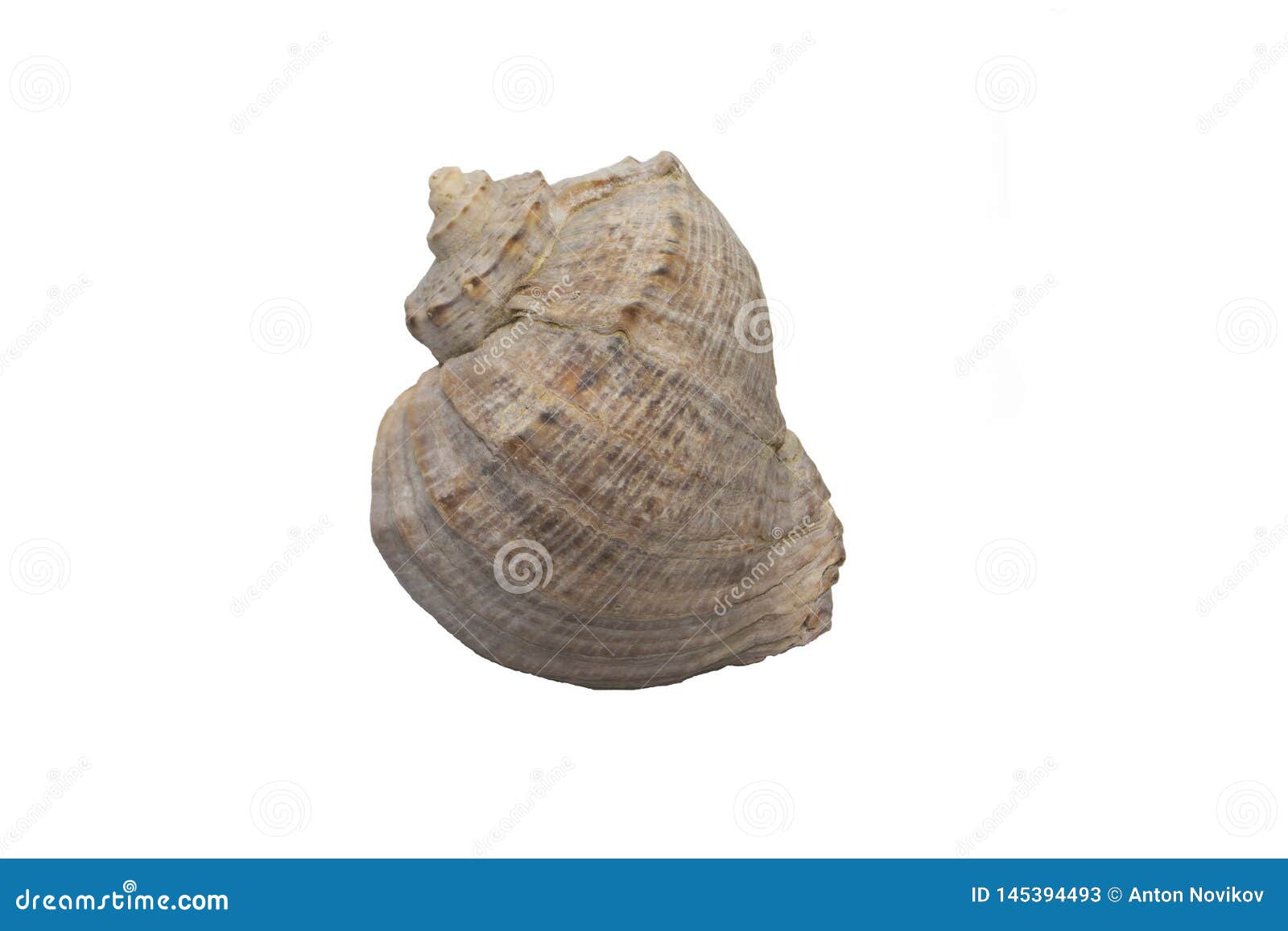 Sea Shell Isolated on White Background Stock Image - Image of summer ...