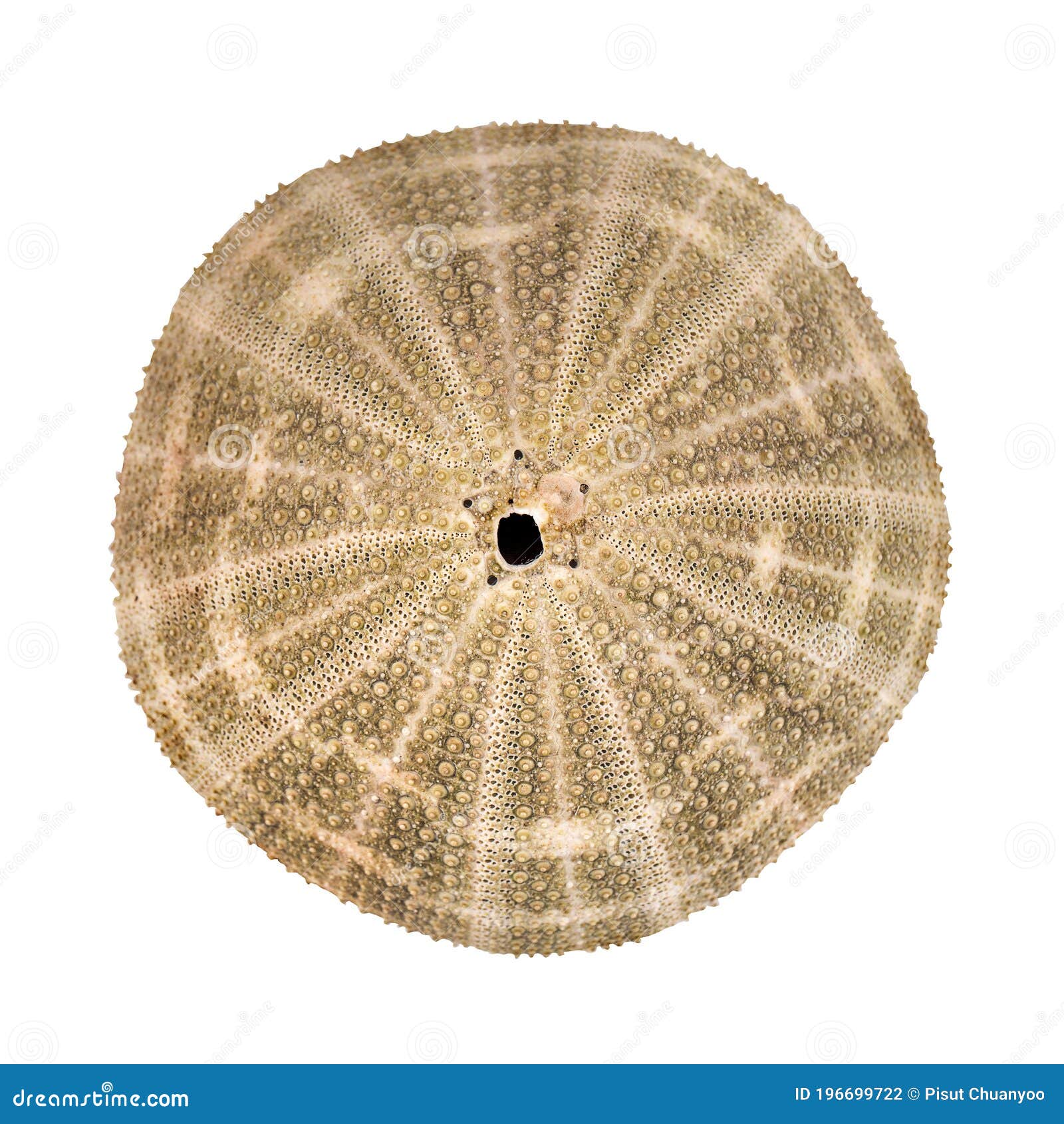 Sea Shell Isolated on a White Background. Clipping Path Stock Photo ...