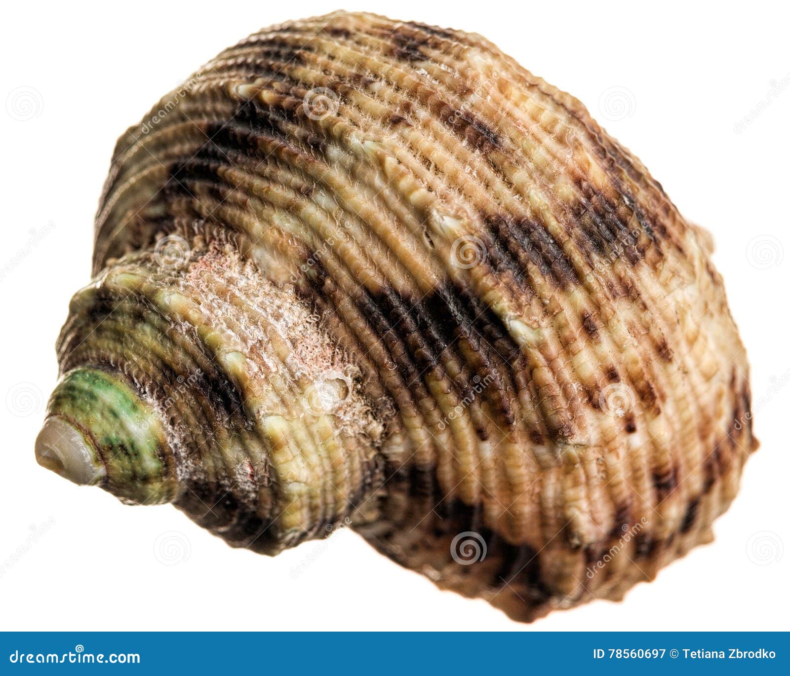 Sea shell isolated stock image. Image of beach, single - 78560697