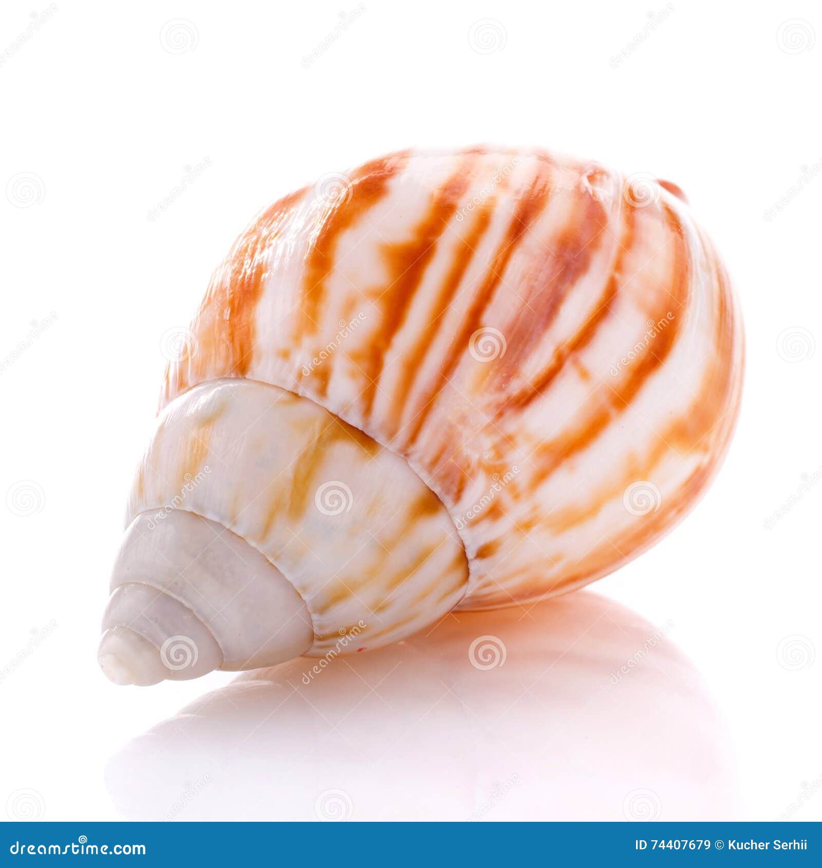 Sea Shell Isolated on White Background Stock Image - Image of tropical ...