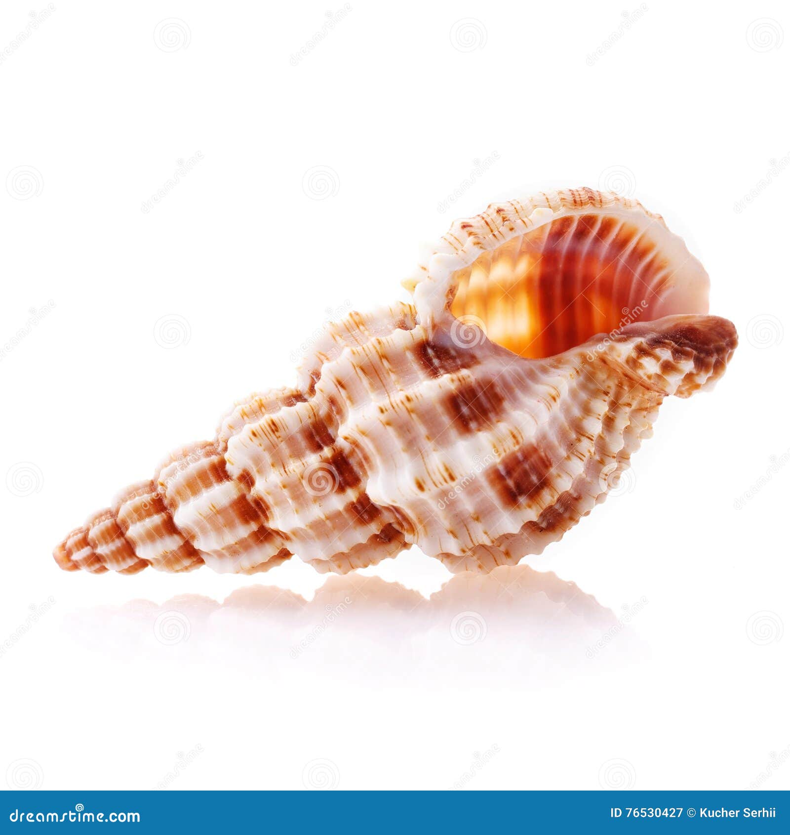 Sea Shell Isolated on White Background Stock Image - Image of ...