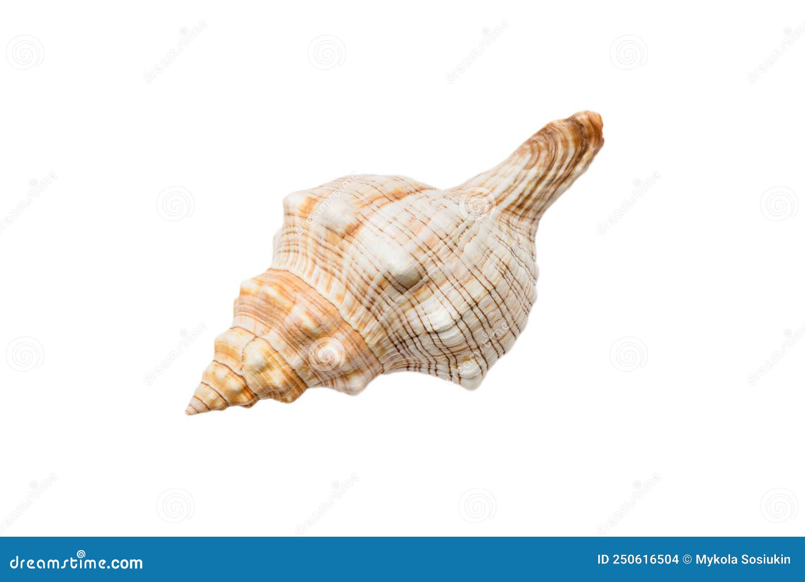 Sea Shell Isolated on White Background. Close Up Seashell Top View ...