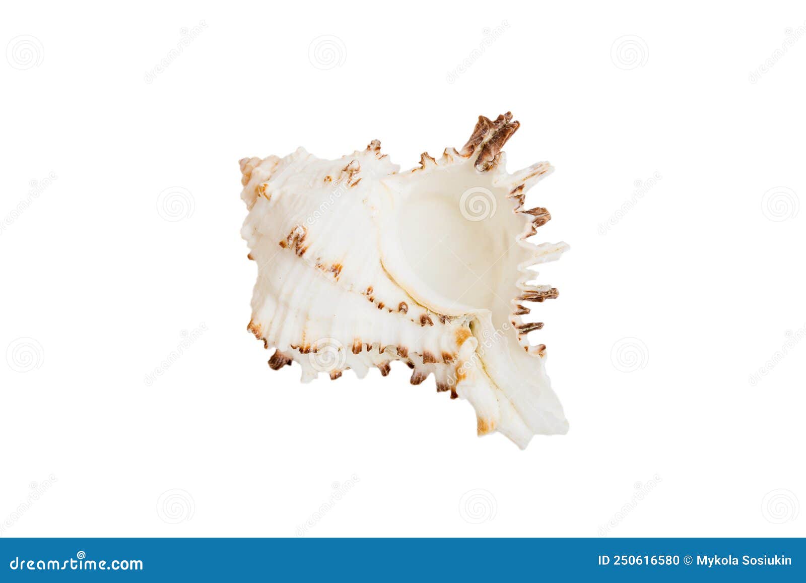 Sea Shell Isolated on White Background. Close Up Seashell Top View ...
