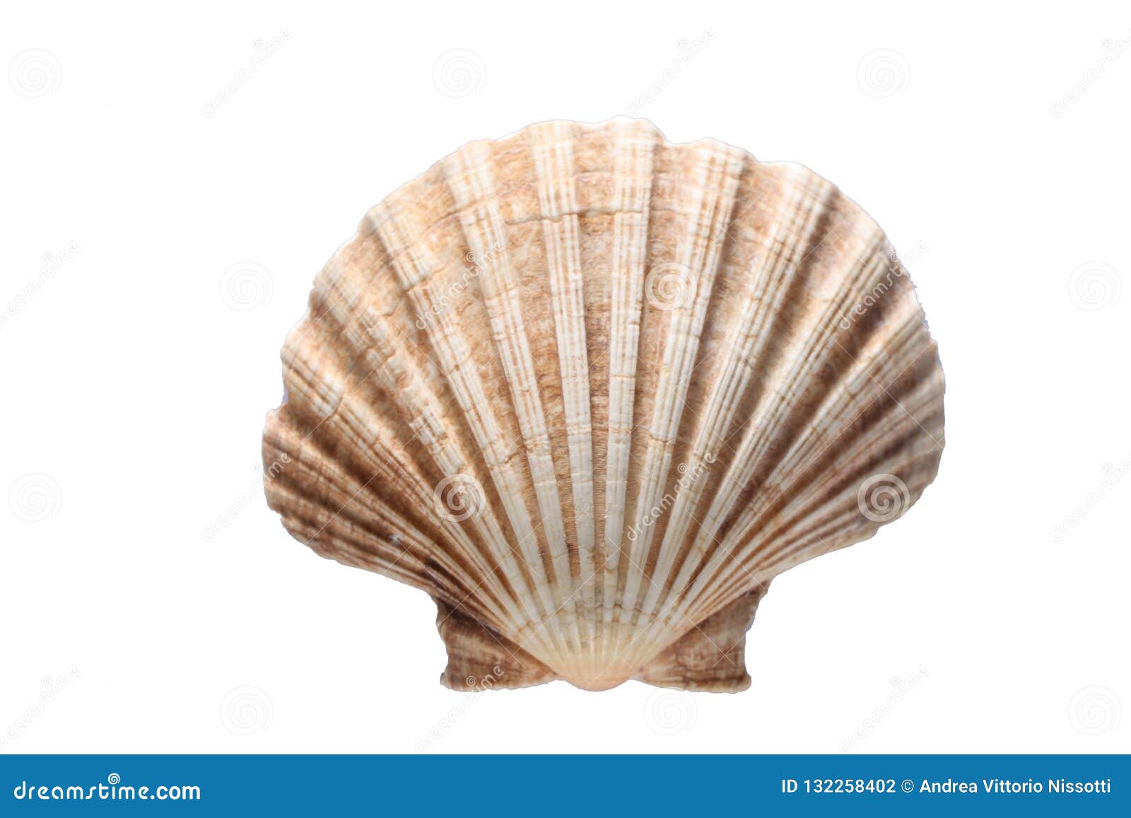 Sea Shell Isolated In Black,Marine Sea Shell In A Studio Setting ...