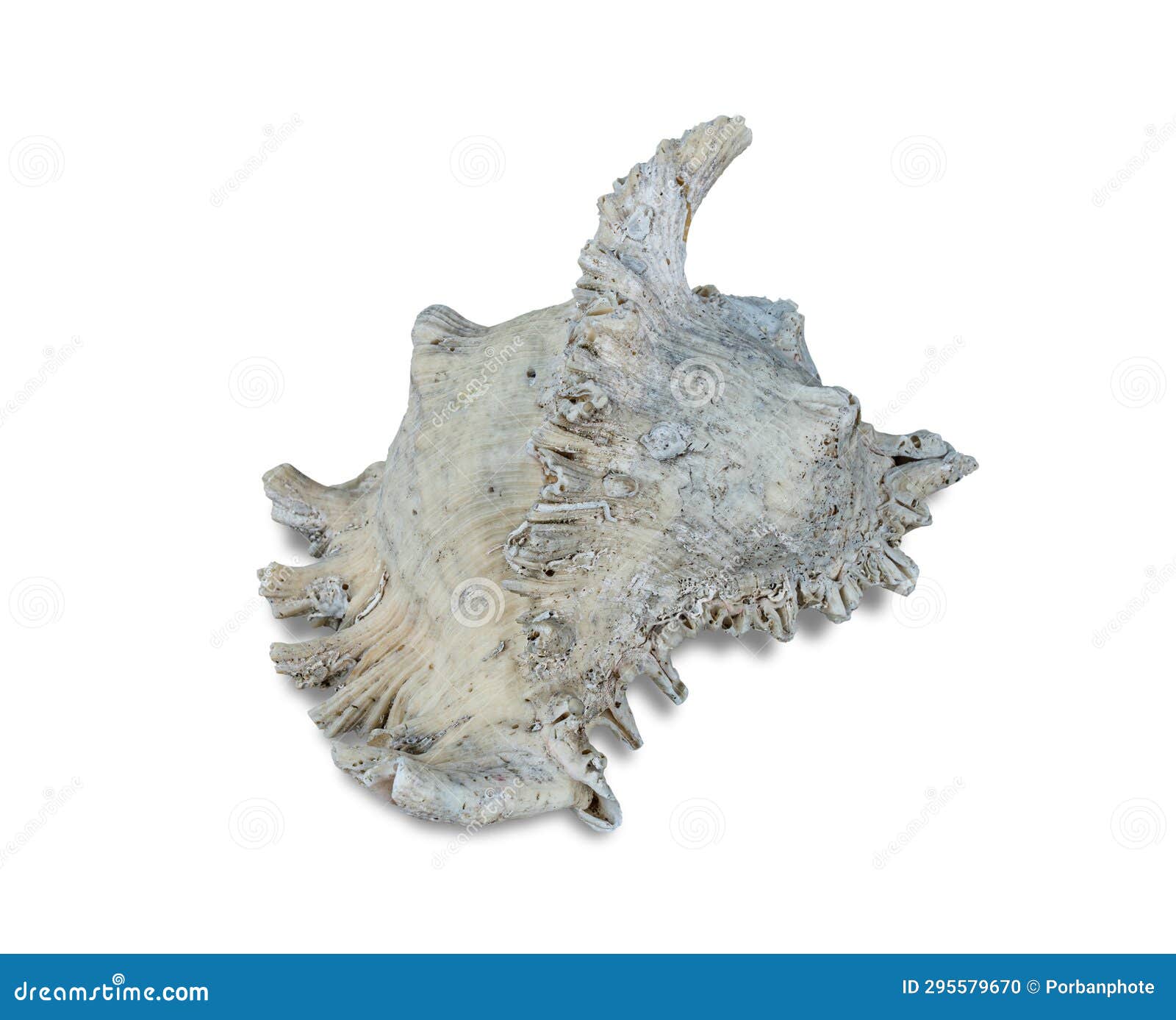 Sea Shell Isolated on White Background Include Clipping Path Stock ...