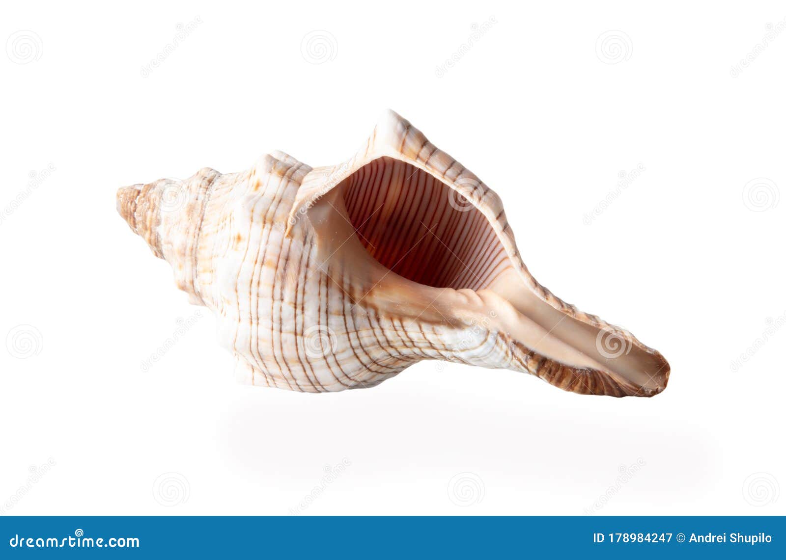 Sea Shell Isolated on a White Background Stock Image - Image of white ...