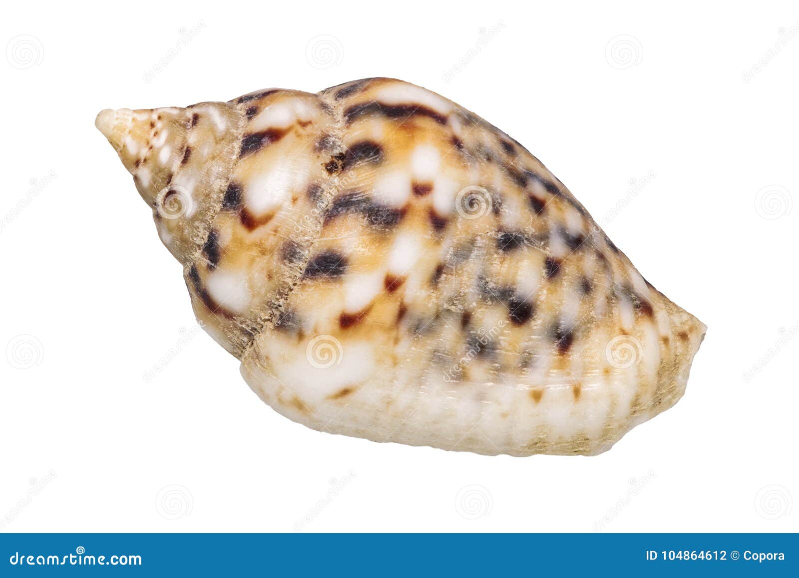 Sea Shell on a White Background Stock Photo - Image of indian, isolated ...