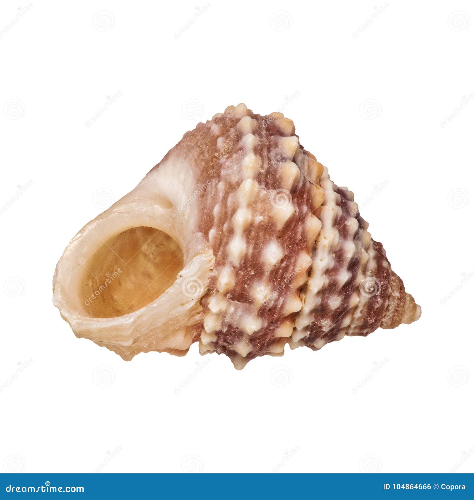 Sea Shell on a White Background Stock Photo - Image of caribbean ...