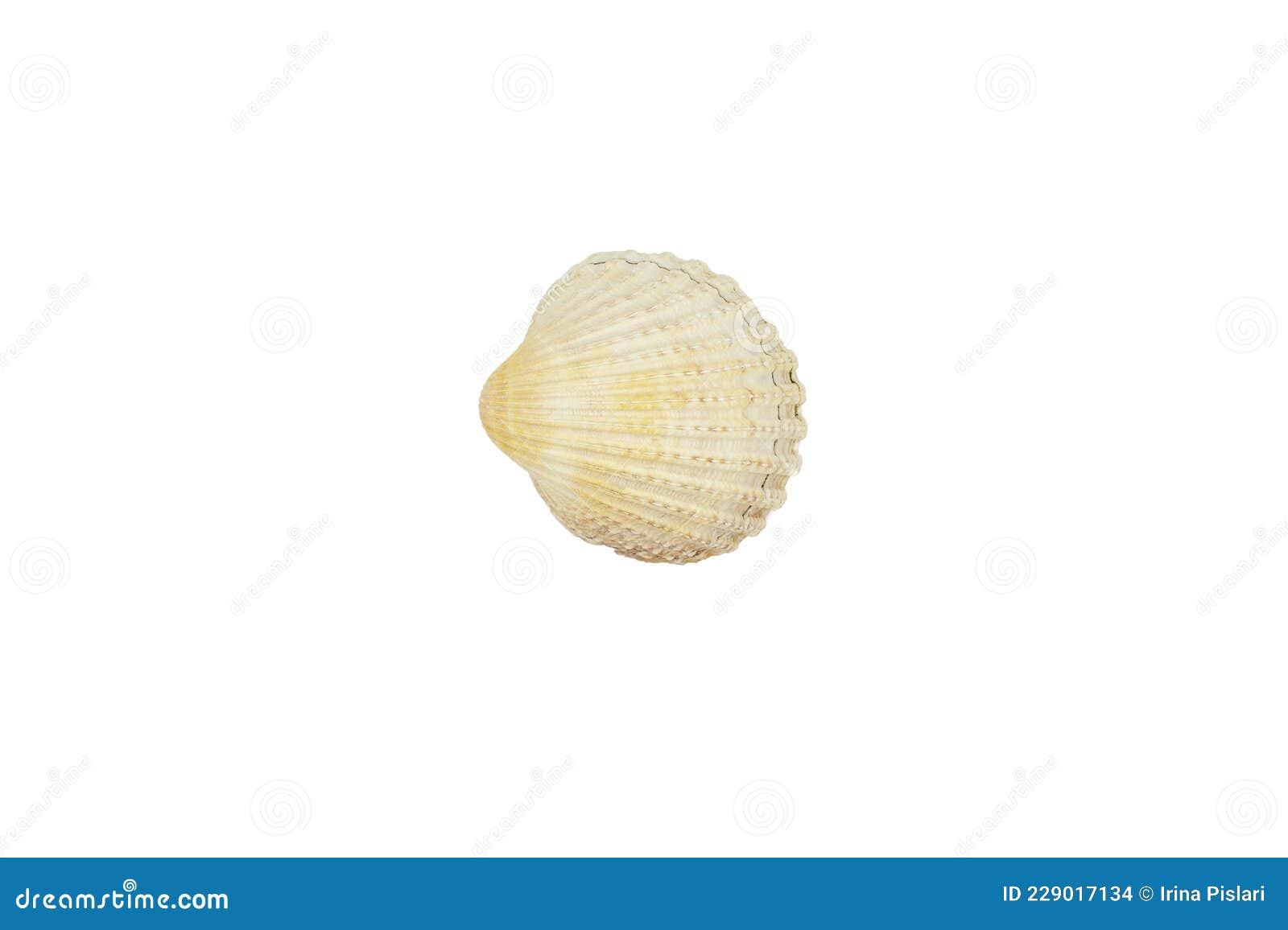 Sea Shell Isolated on White Background. Shell, Seashell or Conch ...