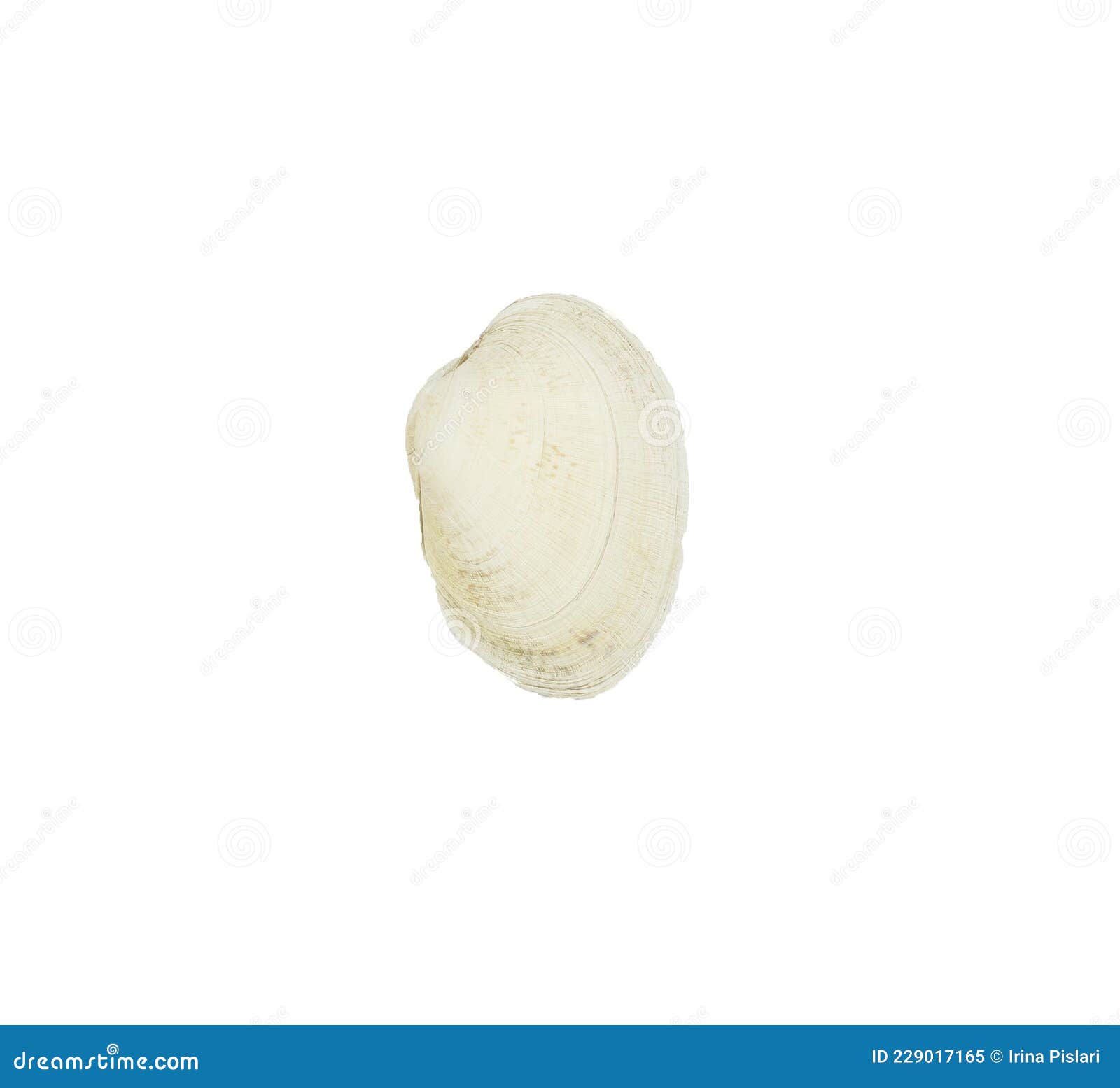 Sea Shell Isolated on White Background. Shell, Seashell or Conch ...