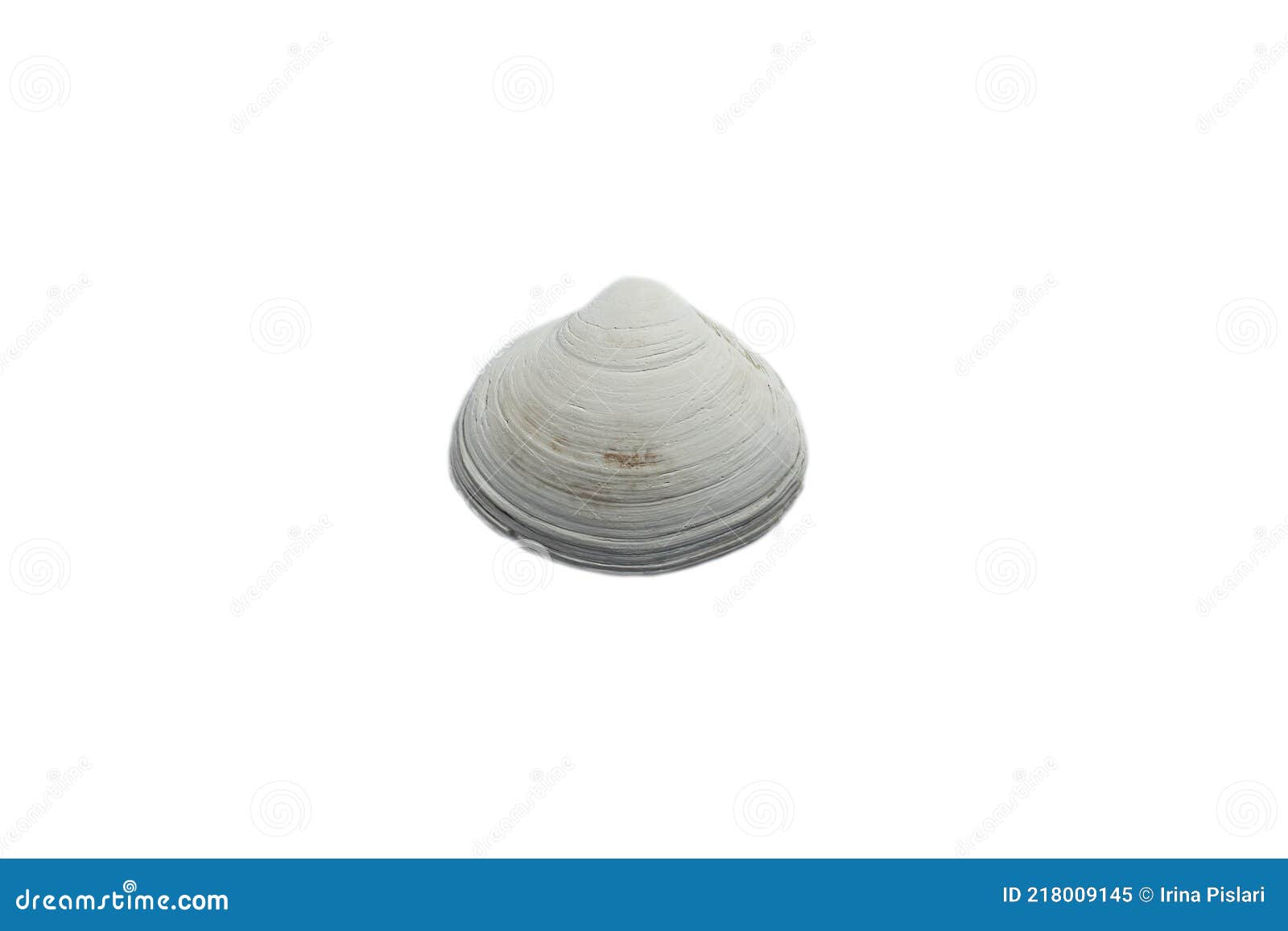 Sea Shell Isolated on White Background. Shell, Seashell or Conch ...