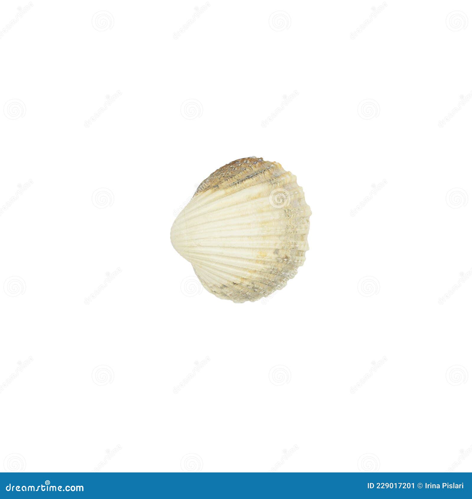 Sea Shell Isolated on White Background. Shell, Seashell or Conch ...