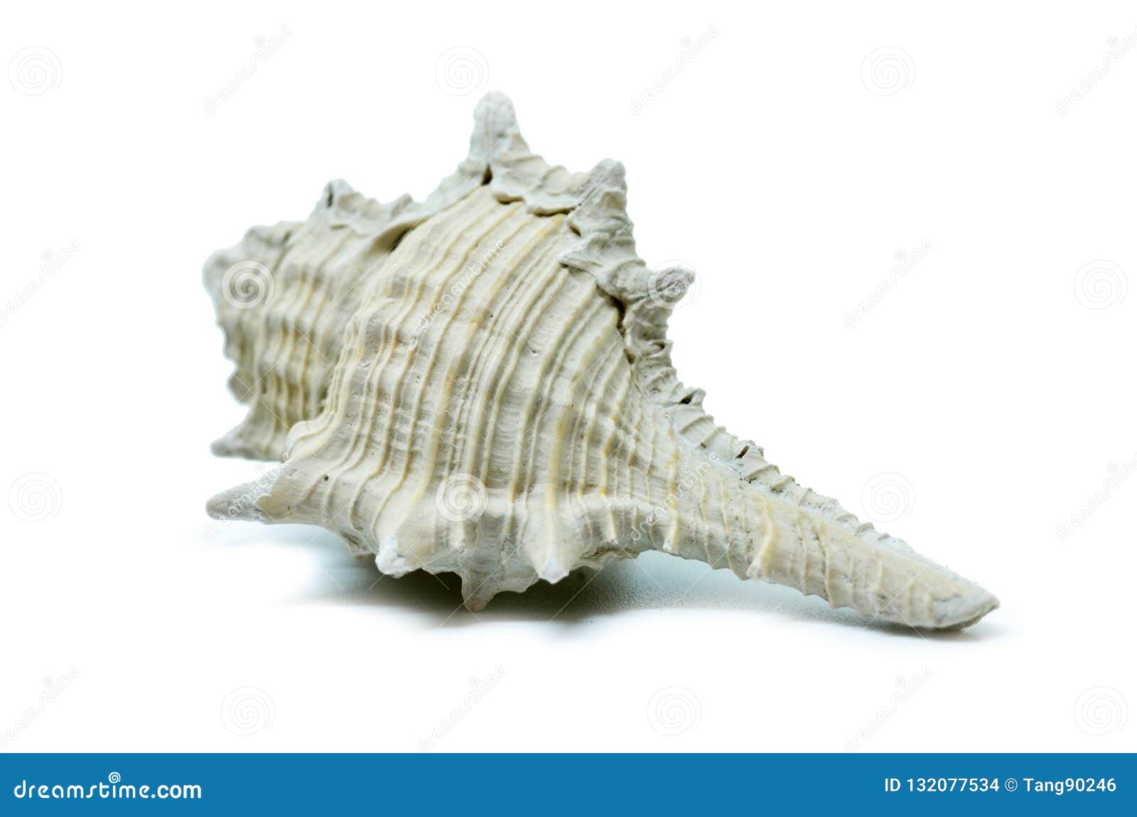 Sea Shell Isolated on White Stock Photo - Image of closeup, summer ...