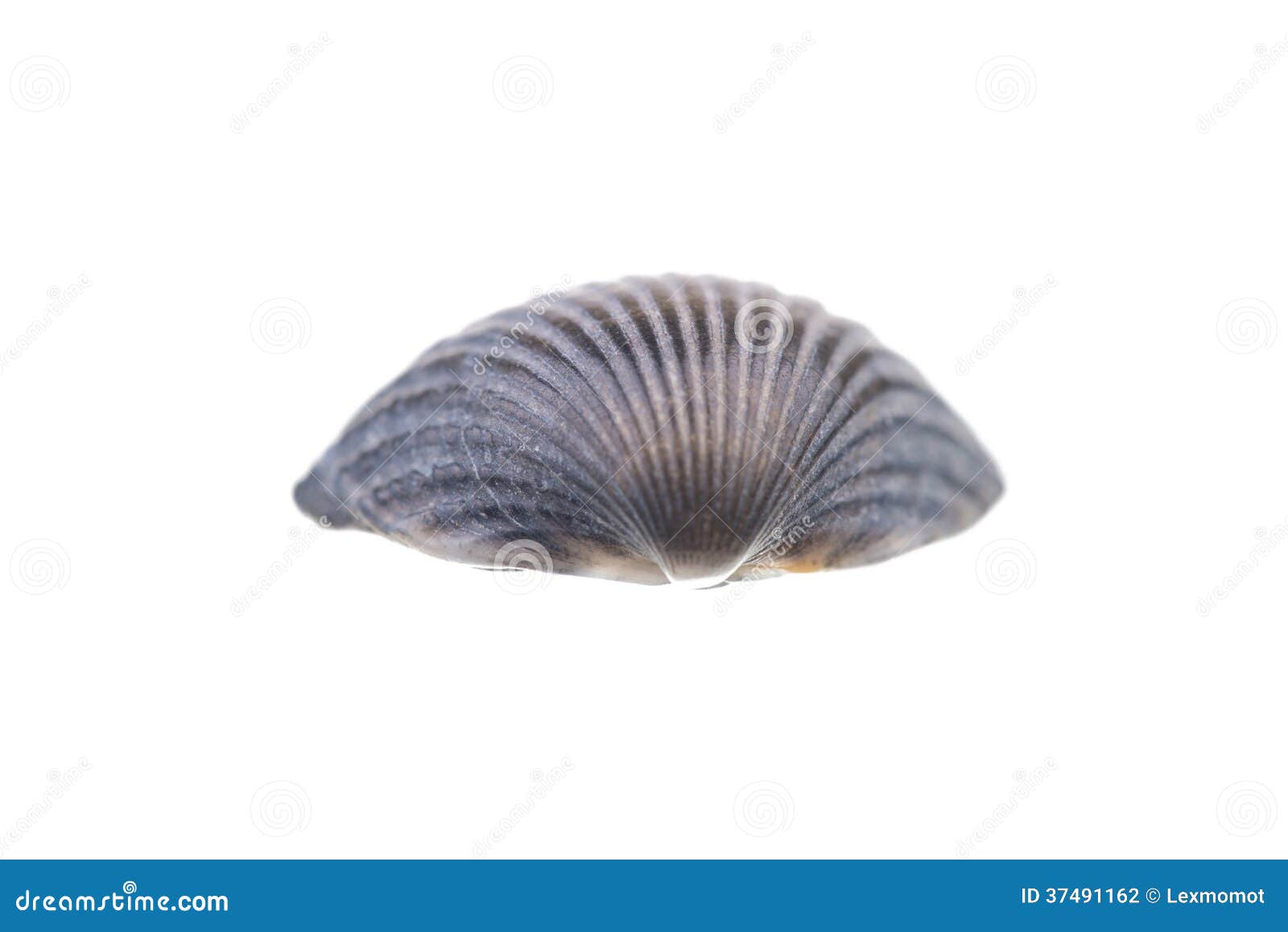 Sea Shell Isolated on White Stock Photo - Image of natural, animal ...
