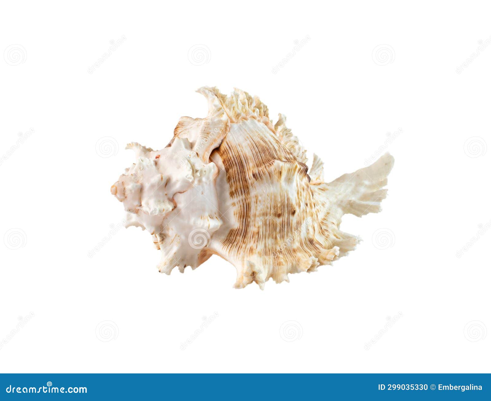 Sea Shell Isolated on White Stock Photo - Image of beauty, seashell ...