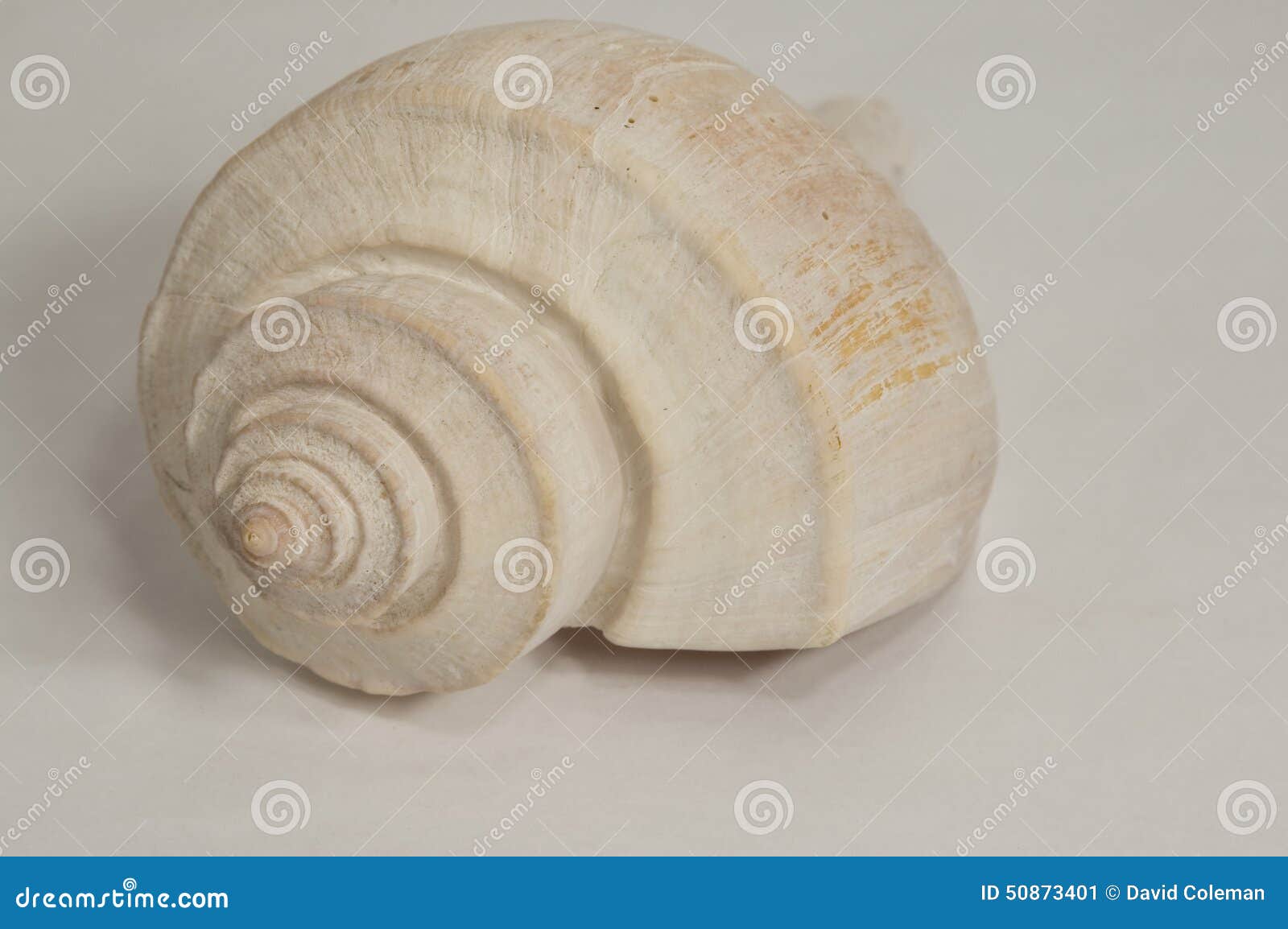 Sea shell stock image. Image of portal, shell, welk, ocean - 50873401
