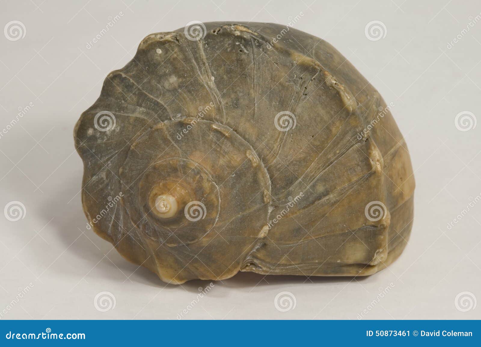 Sea shell stock image. Image of ocean, skeleton, large - 50873461