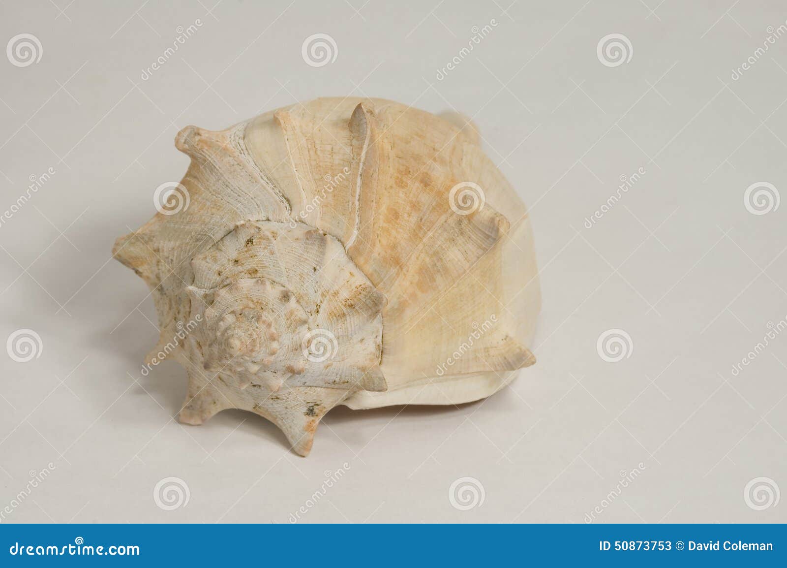 Sea shell stock image. Image of dwelling, outside, welk - 50873753