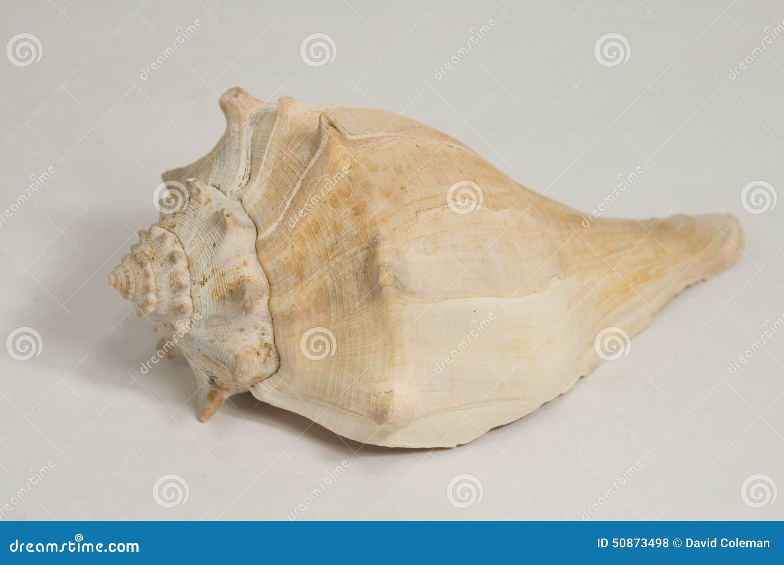 Sea shell stock photo. Image of home, large, spiral, dwelling - 50873498